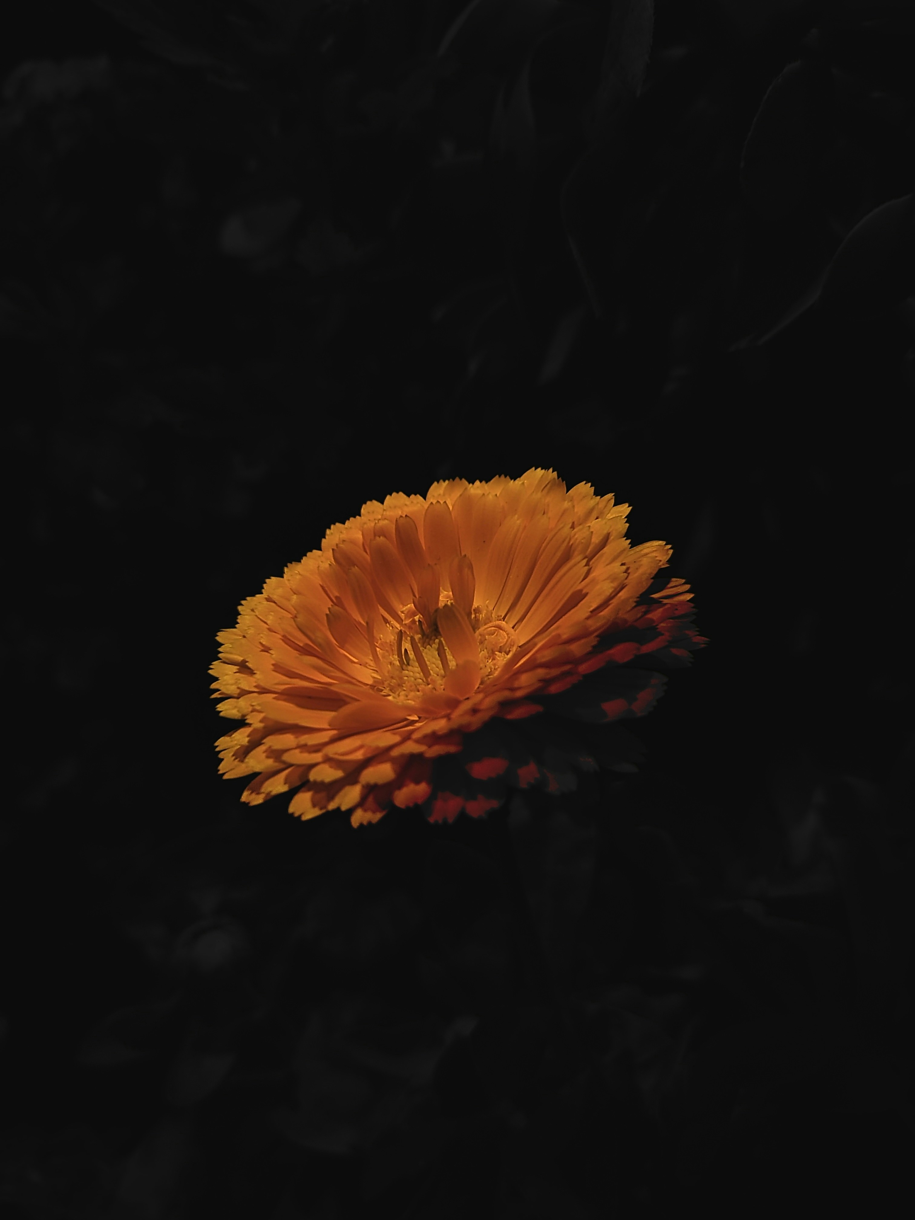 Ember in Velvet Darkness: a solitary orange zinnia ignites the frame