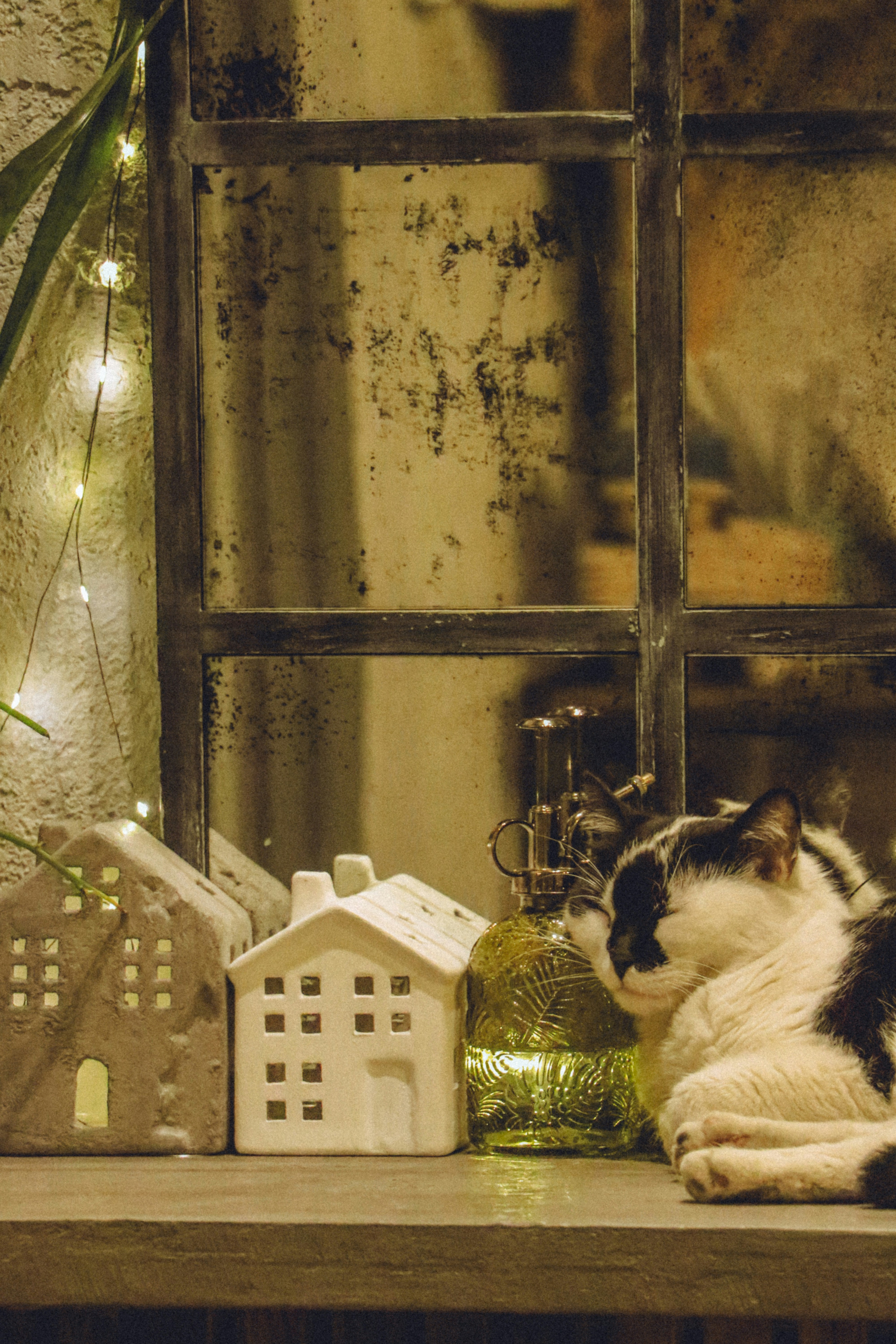 Cozy Midnight Window: A Cat Naps Near Glowing Orbs