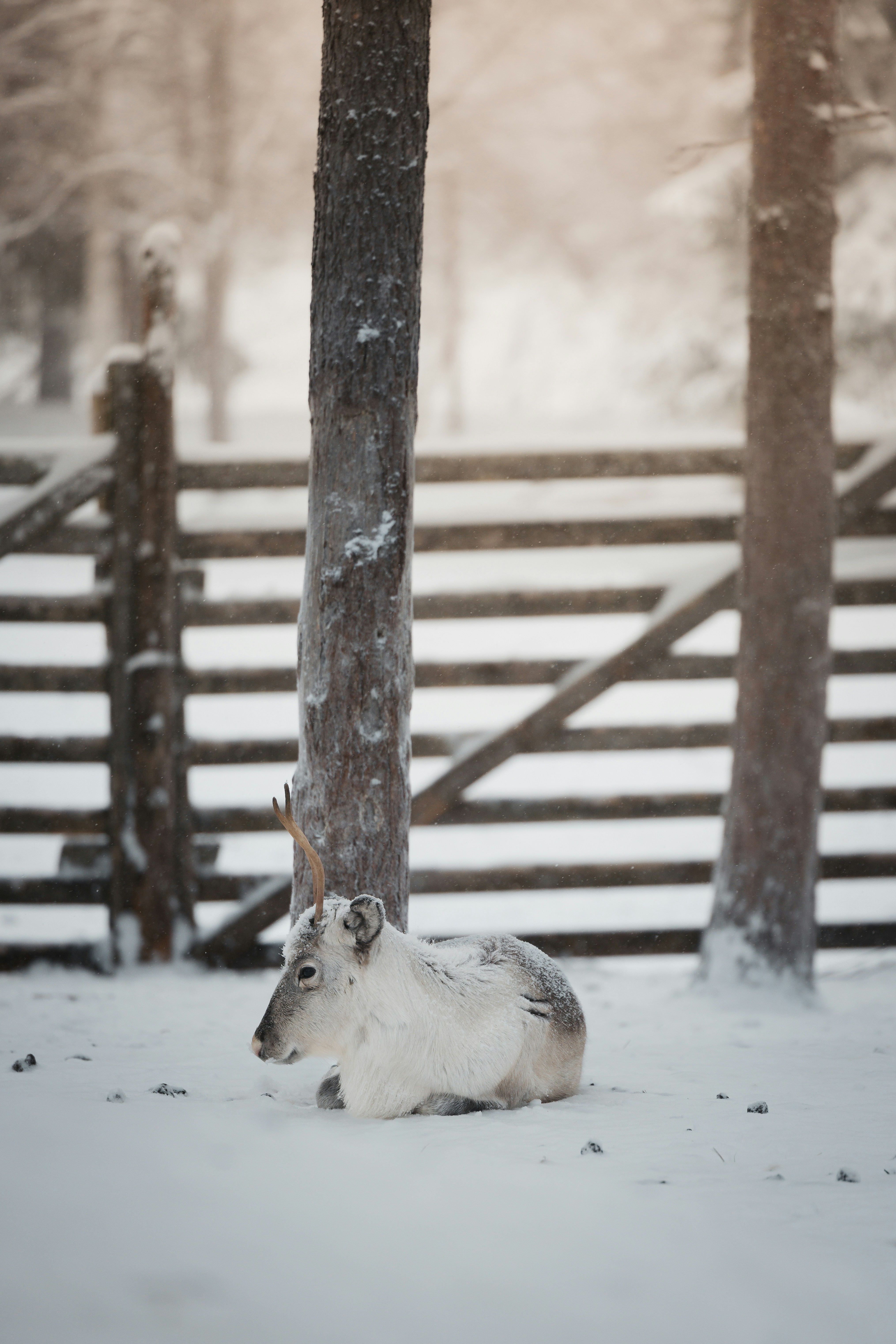 A deer laying in the snow under a tree photo – Free Forest Image on ...