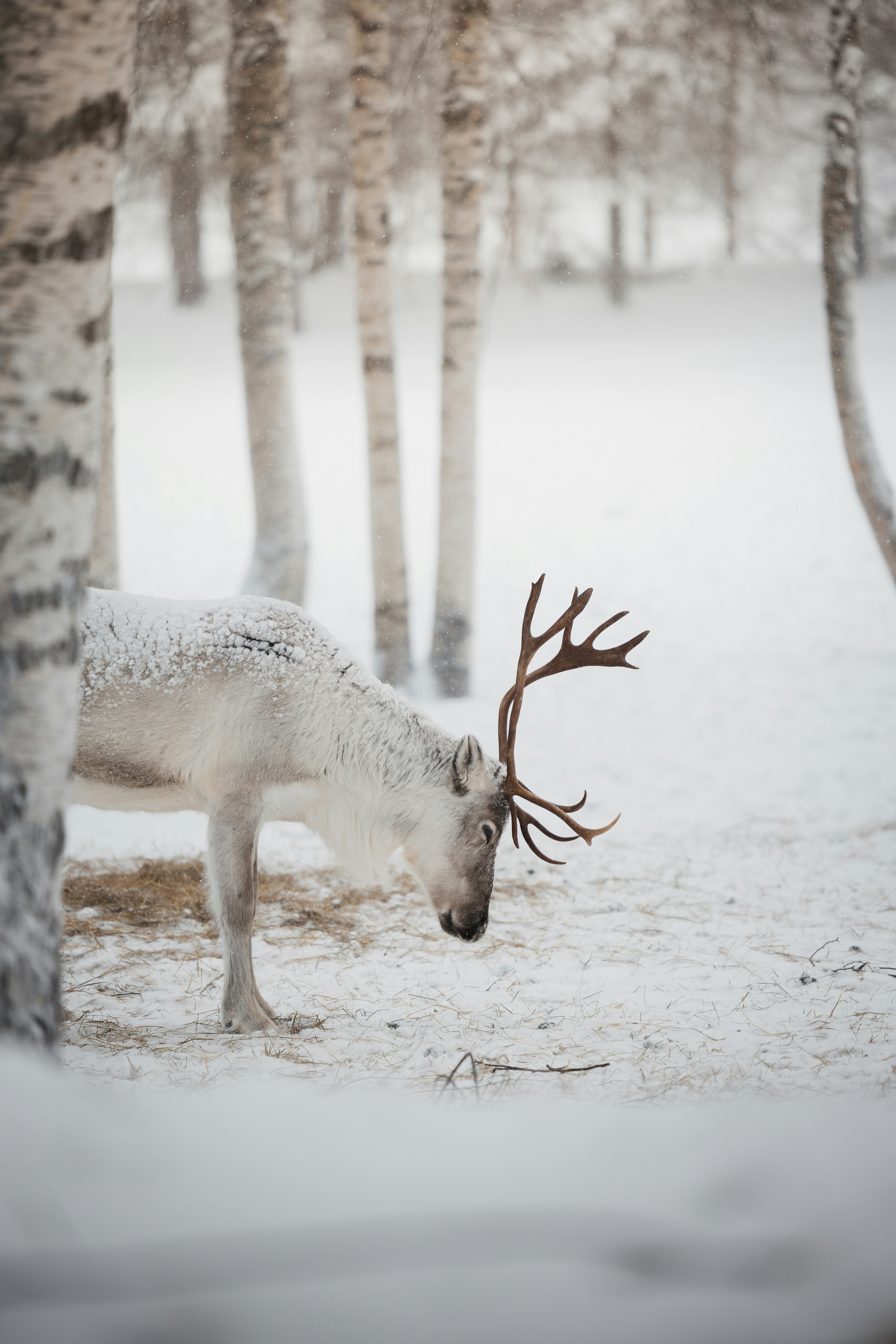 A white deer with antlers standing in the snow photo – Free Levi Image ...