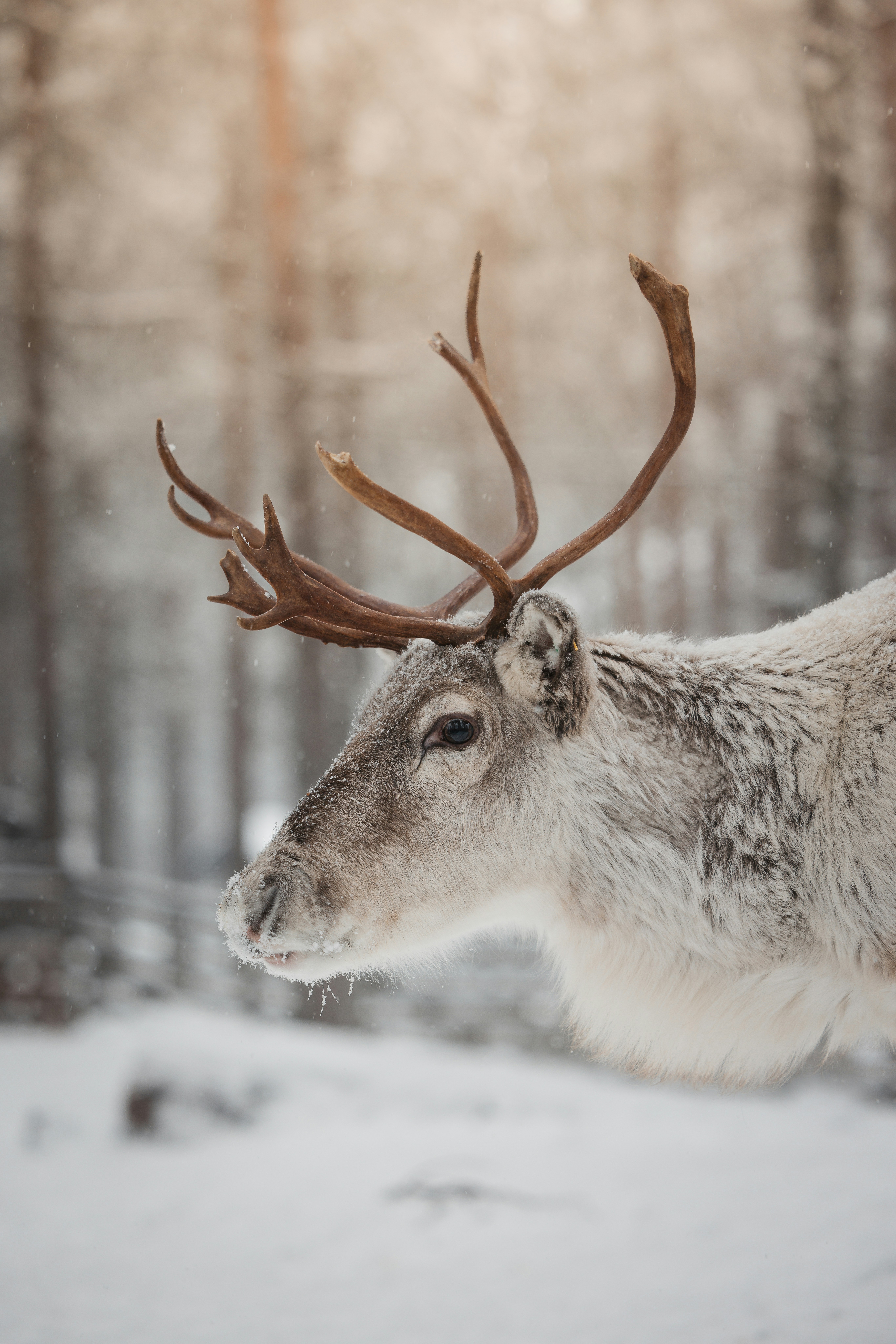 Un renne avec de grands bois debout dans la neige photo – Image ...