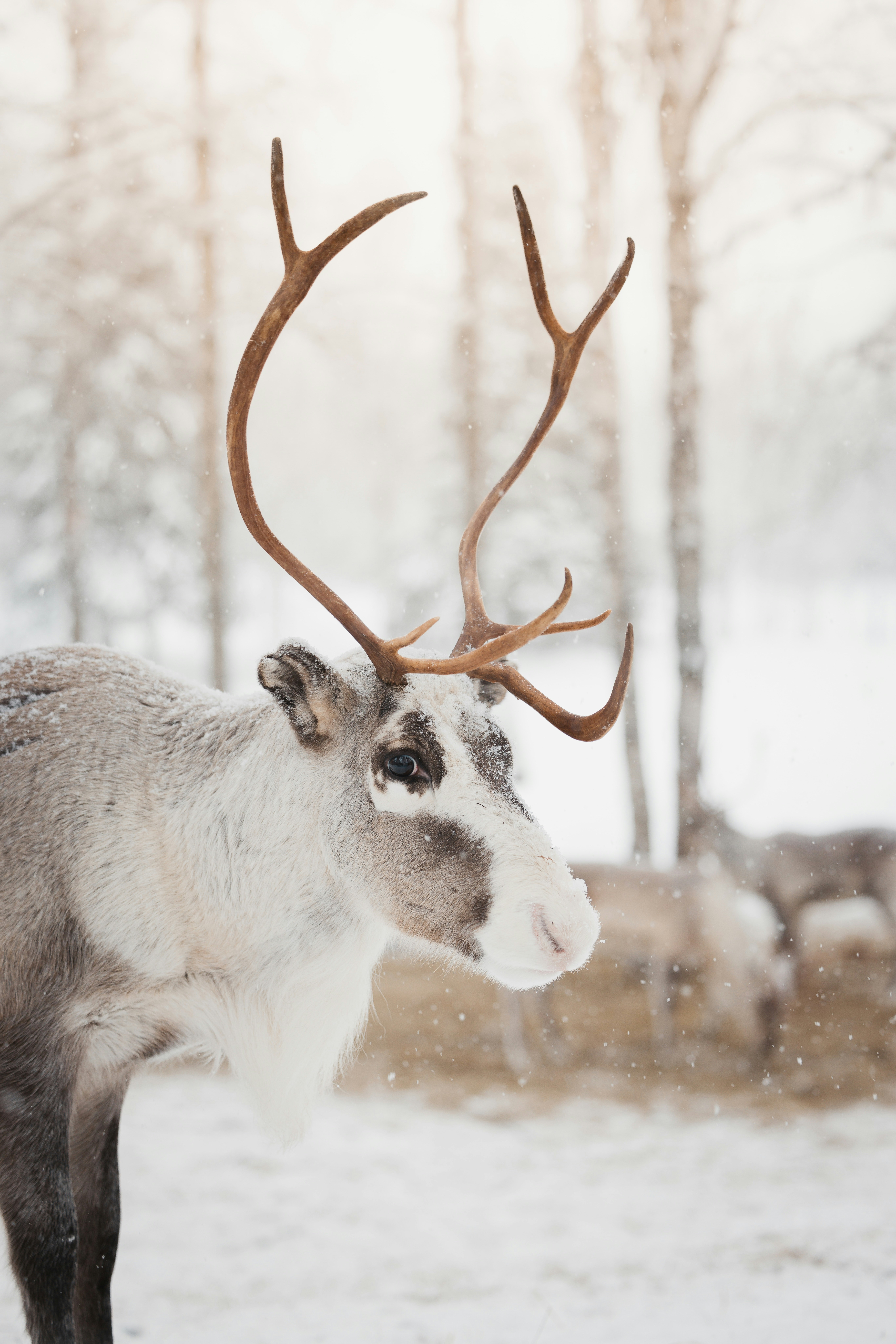 Photo by Janosch Diggelmann with Canon EOS R5