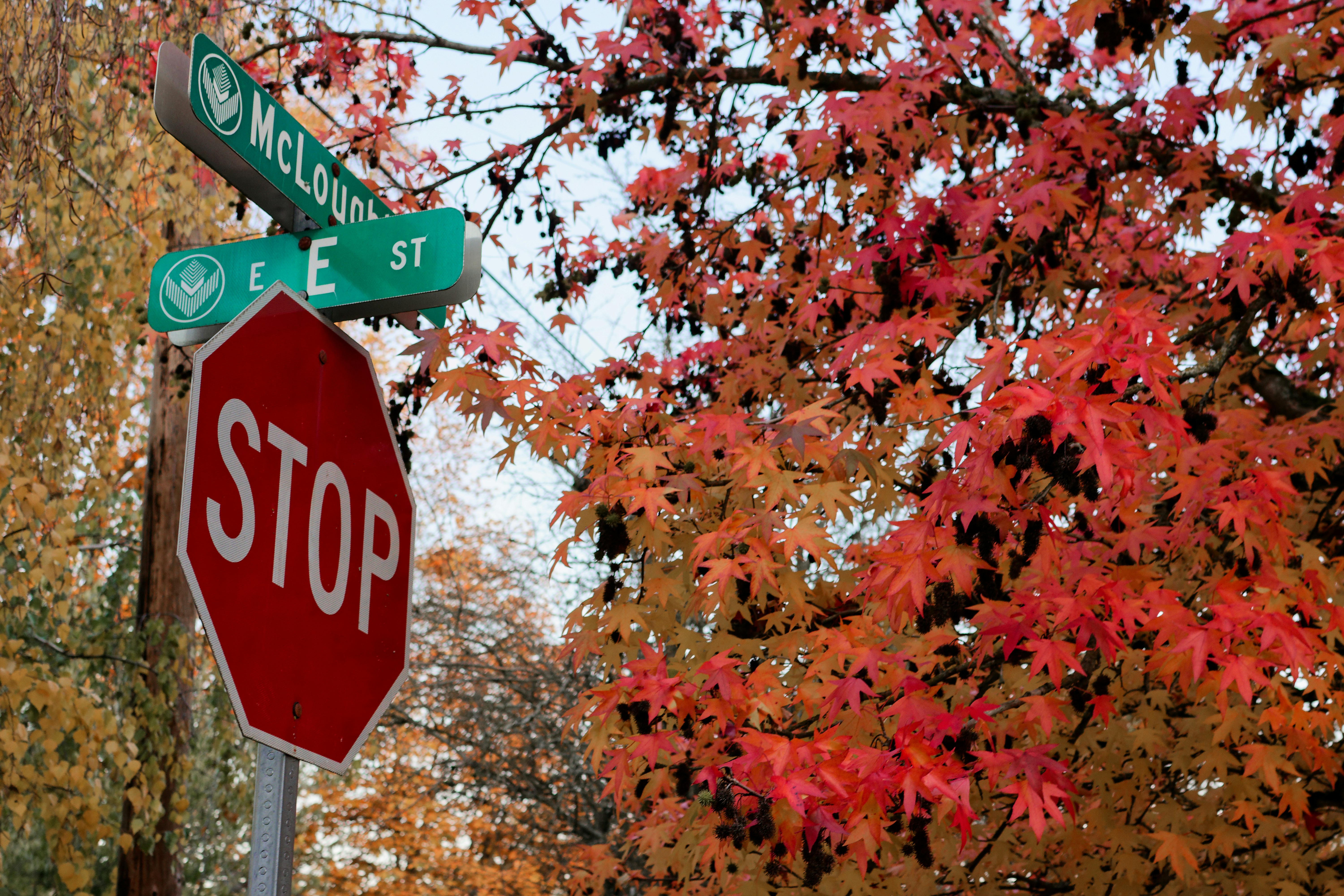 Urban Nature Symphony: Signs and Seasons