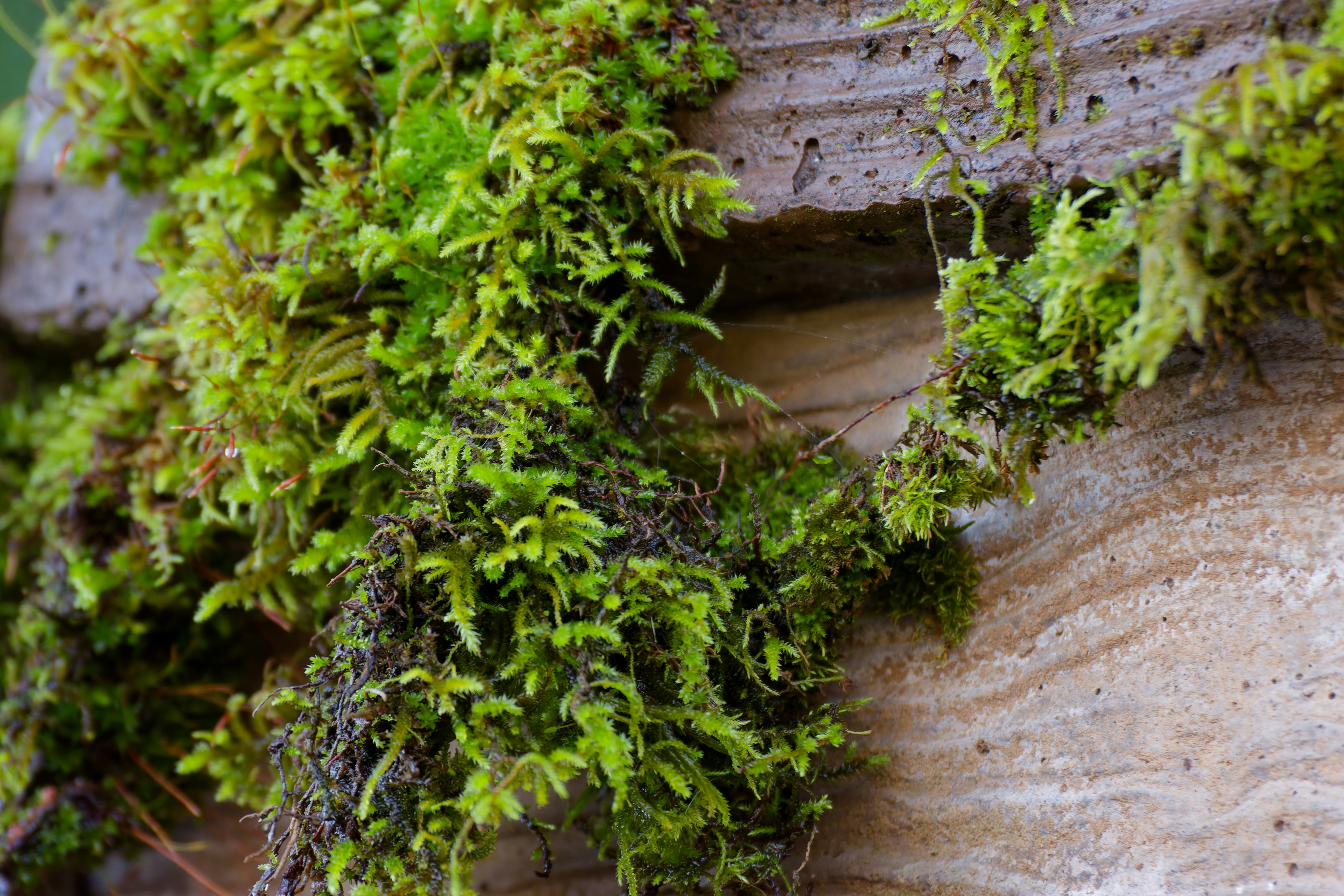 Verdant Tapestry on Ancient Timber