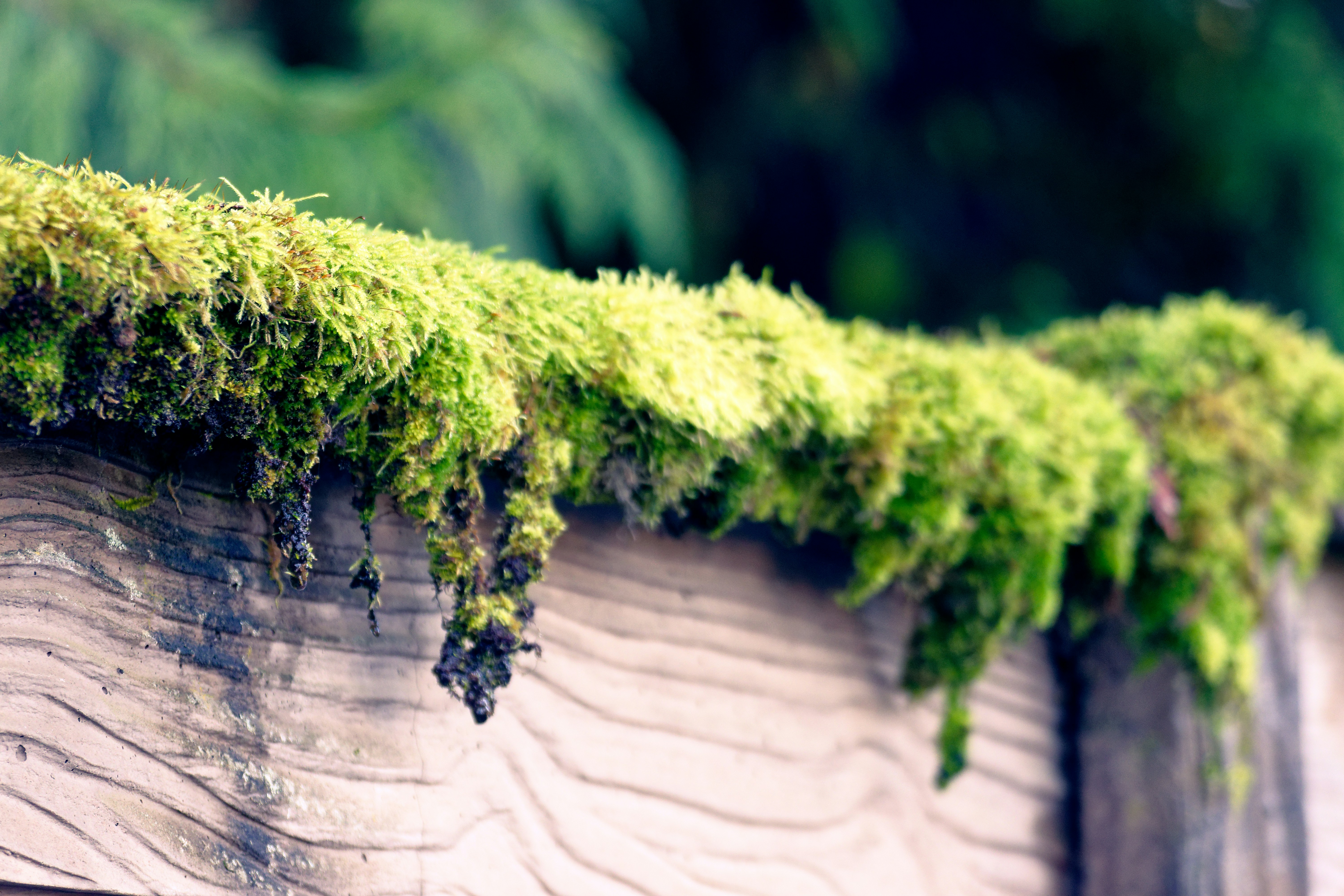 A close up of a wooden fence with moss growing on it photo – Free ...