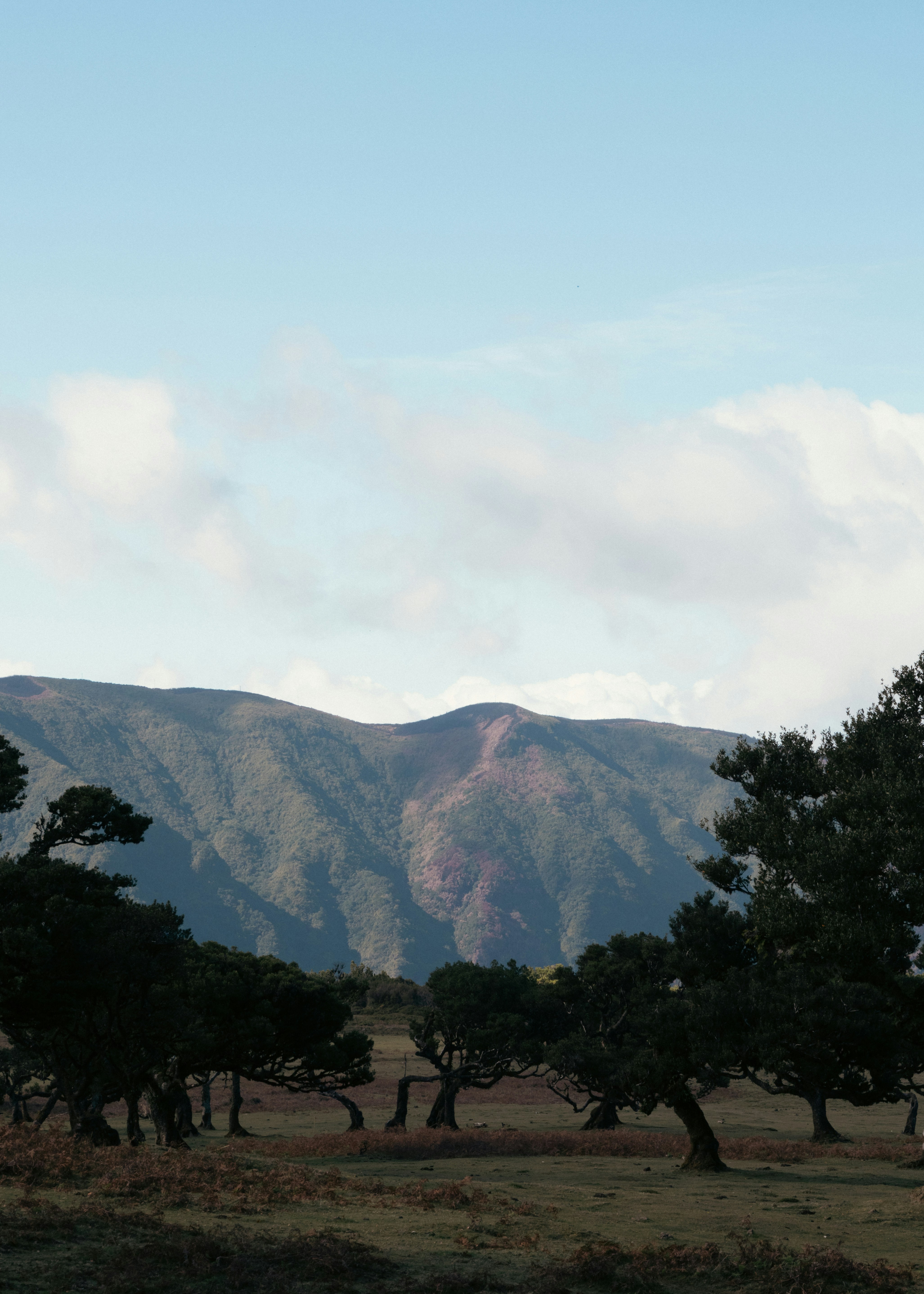 Wind-Swept Pines Guard the Quiet Ridge