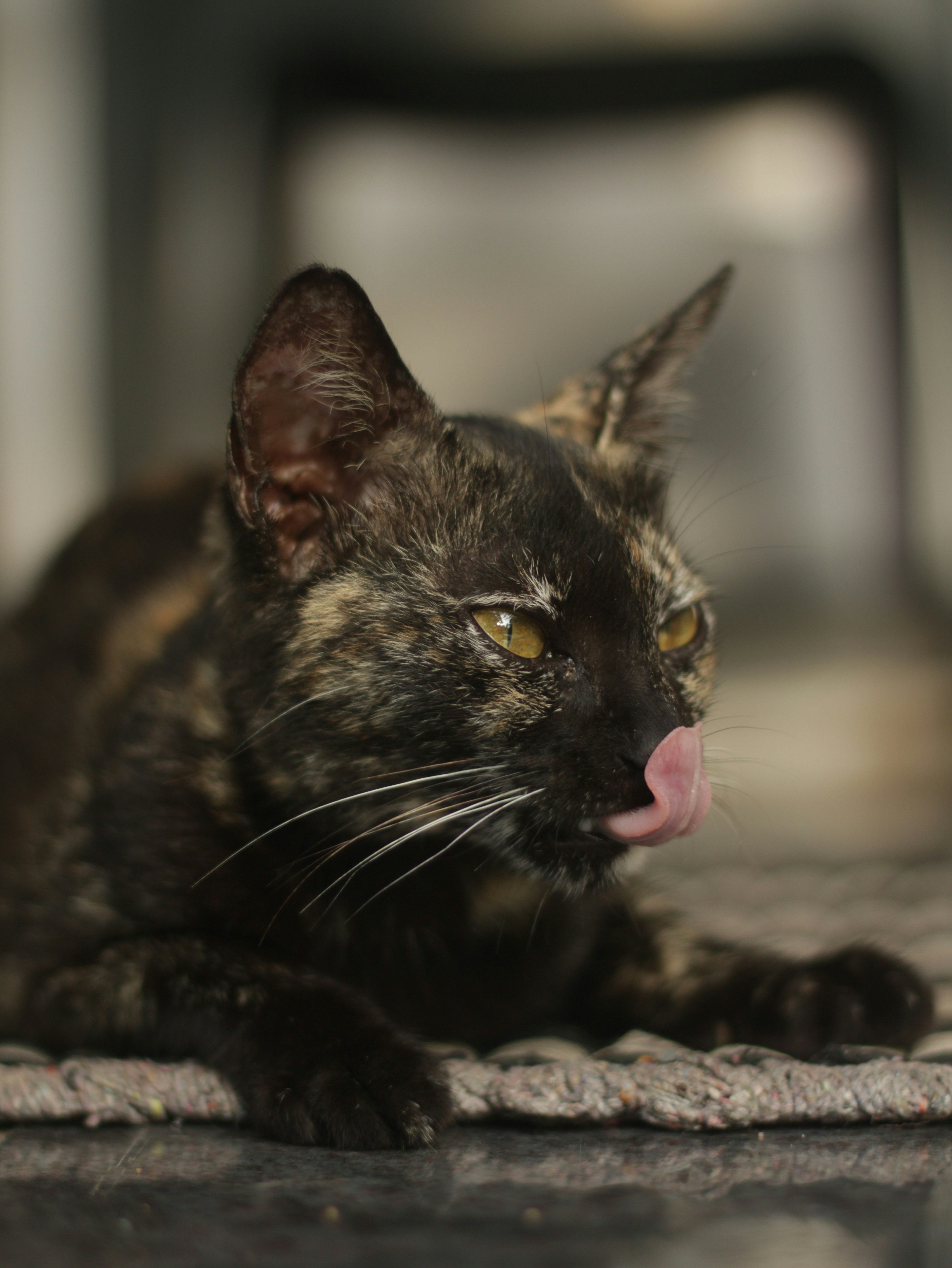 A tortoiseshell cat playfully licking its nose while lounging on a textured surface.