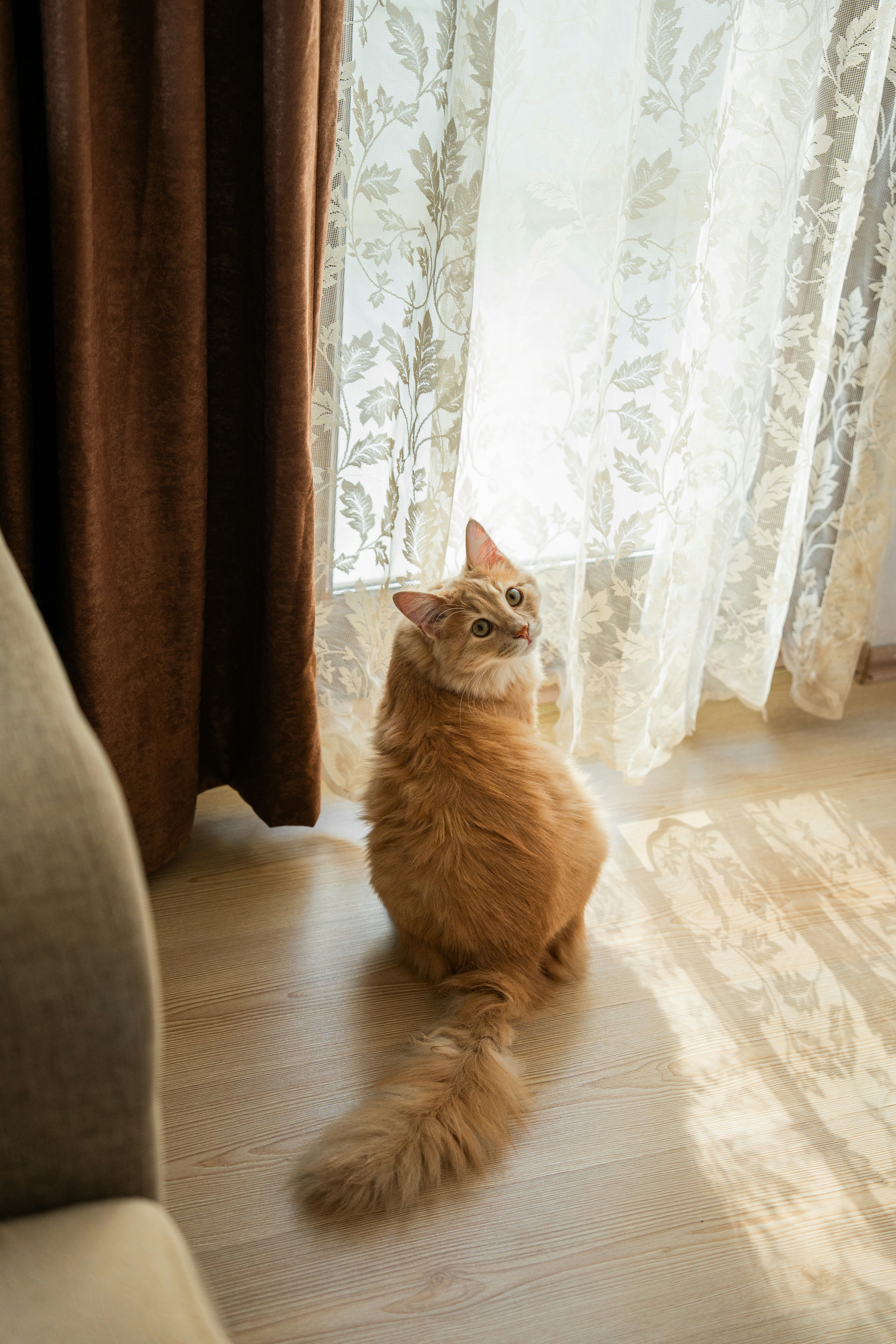 An orange cat sitting in front of a window photo – Free Animal Image on ...