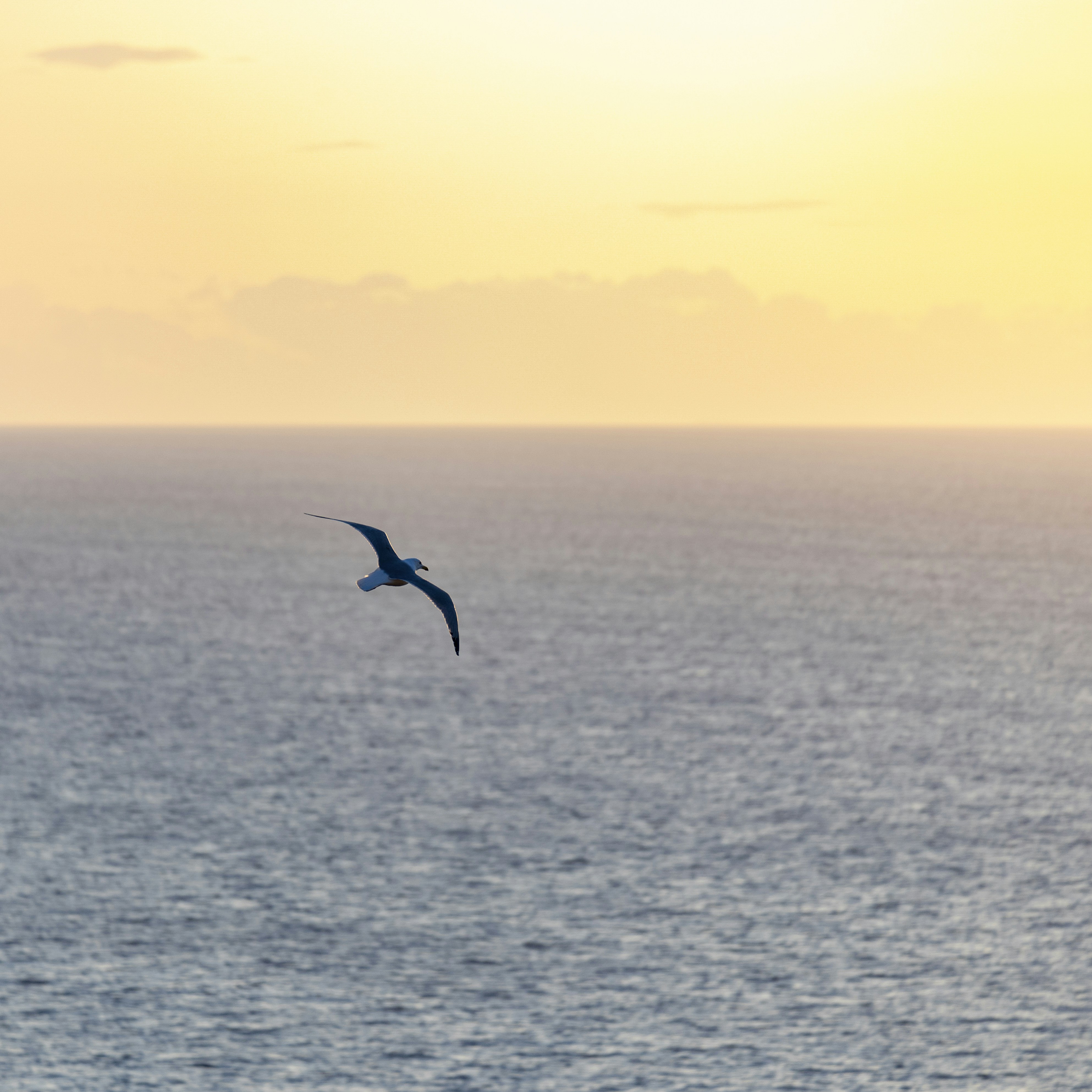 Amber Crest over Quiet Seas: Seabird in Golden Light