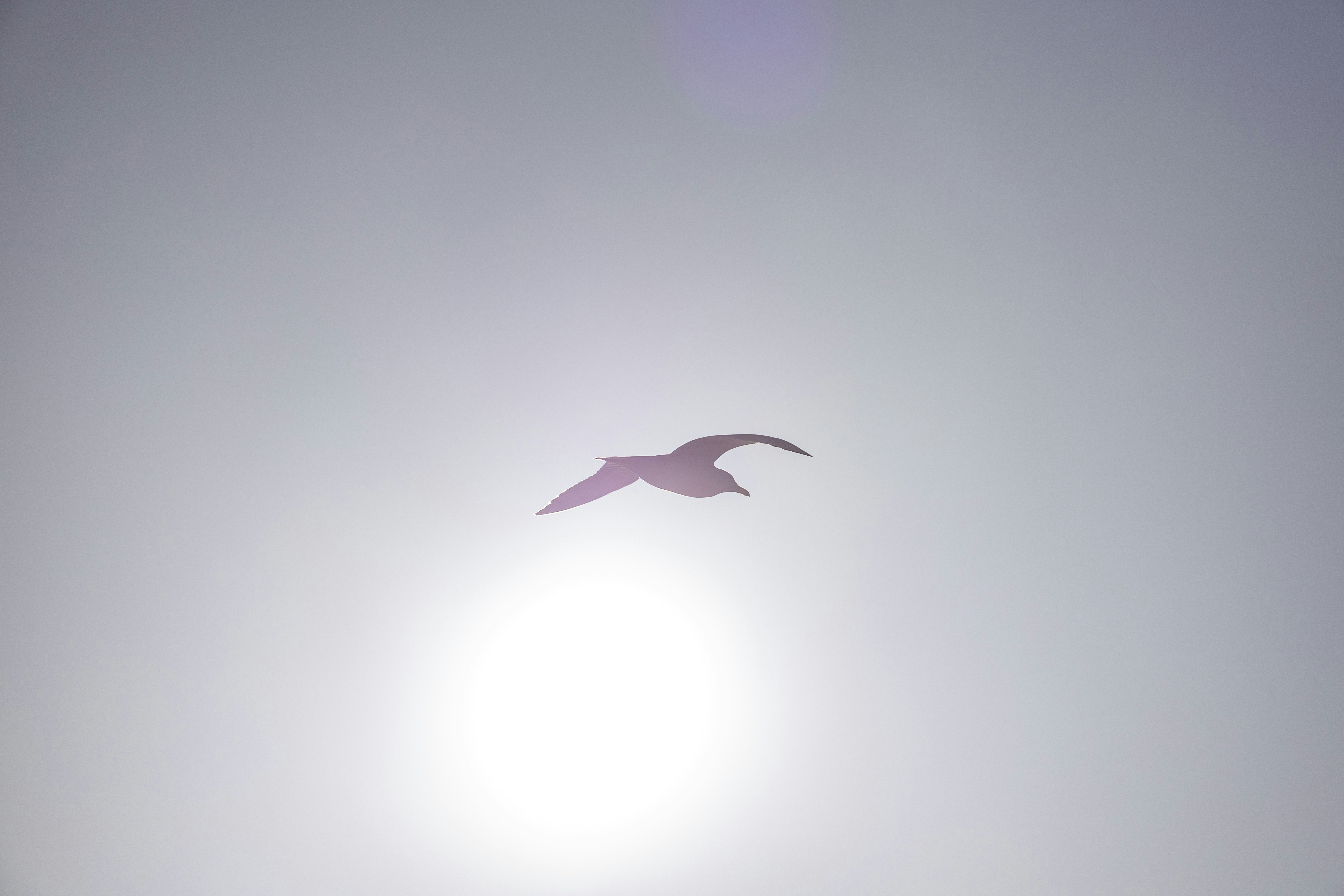 Lone gull silhouette slicing through the sun's glare