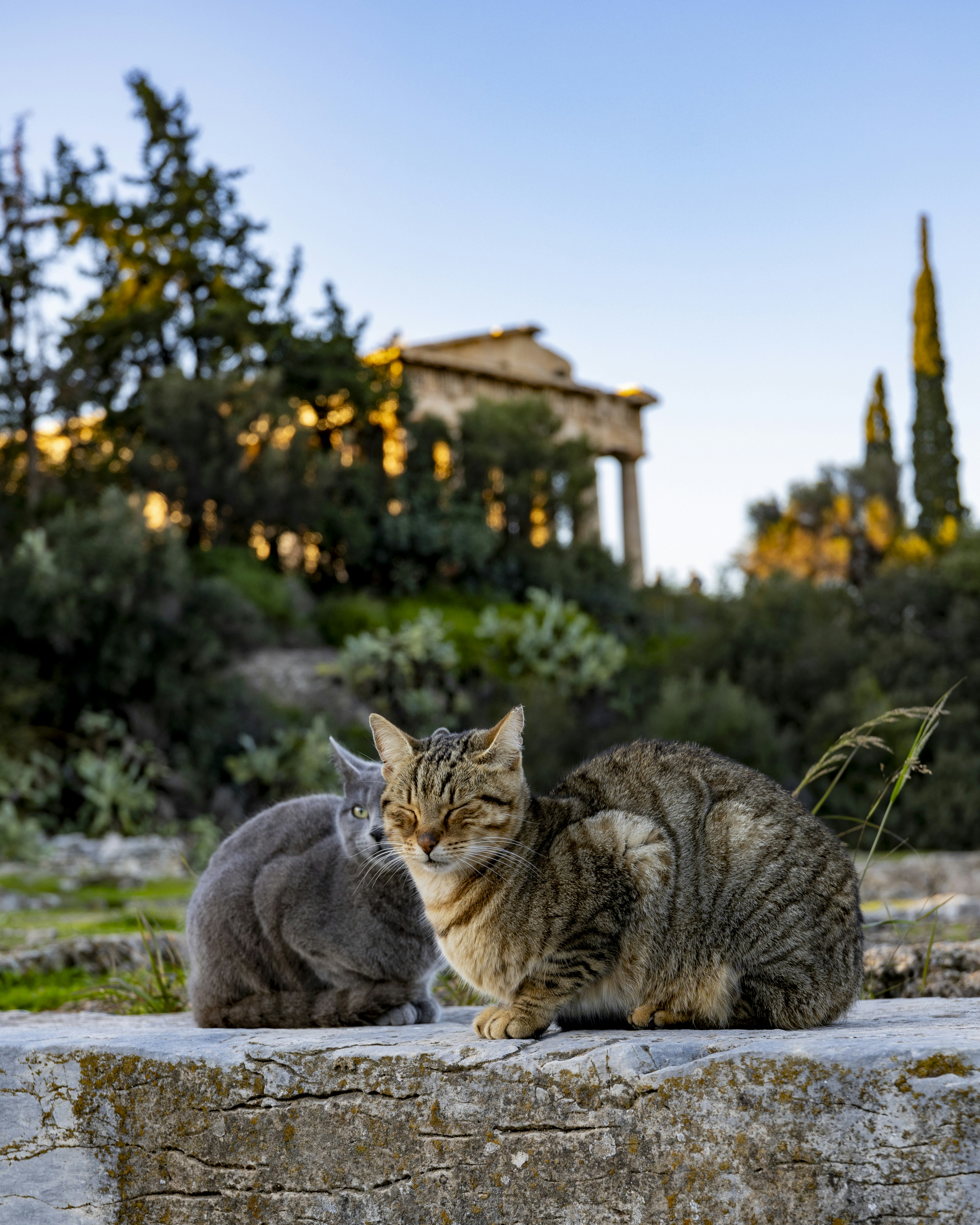 Sunlit Paws Beneath Ancient Ruins
