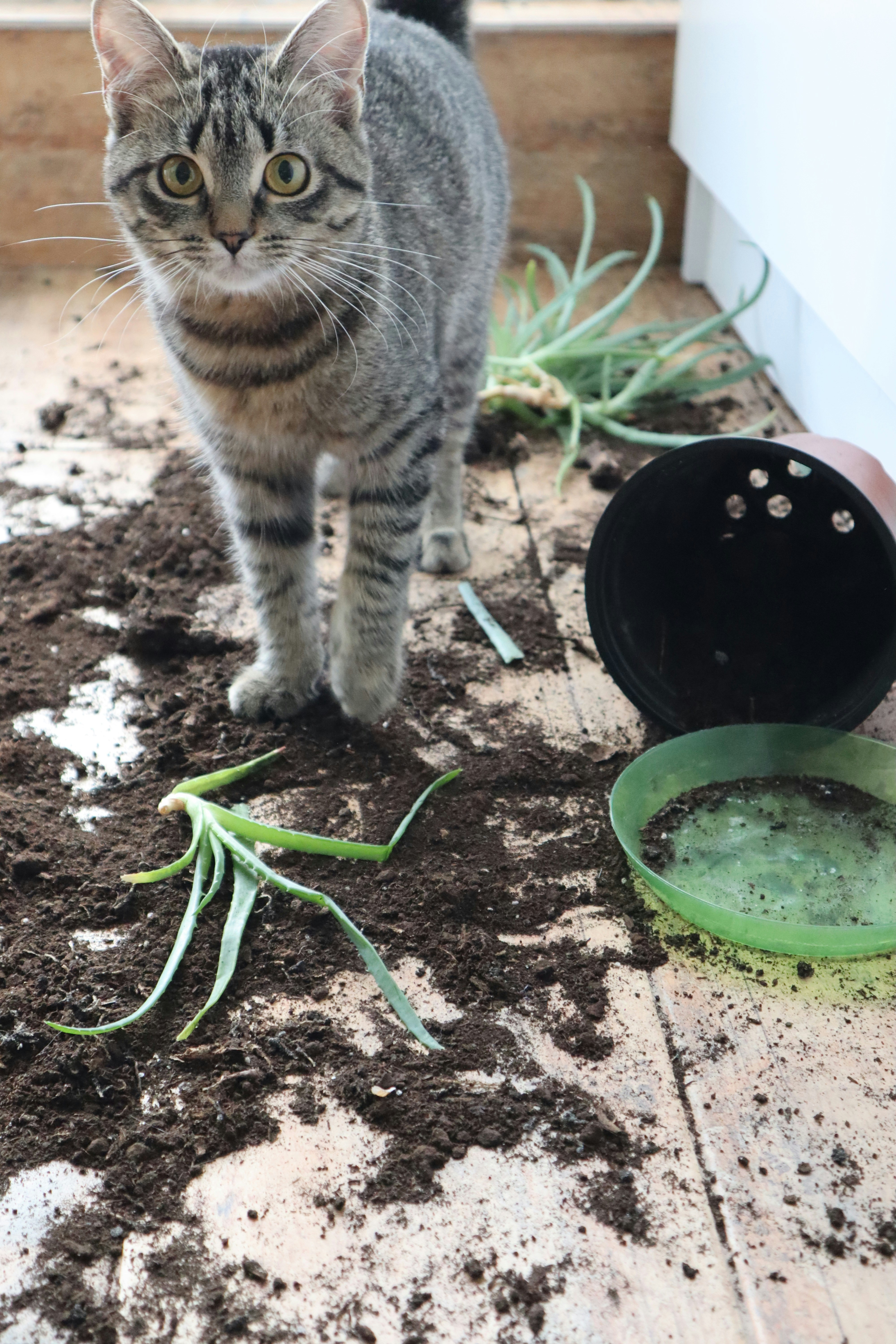 The Curious Cat's Garden Adventure