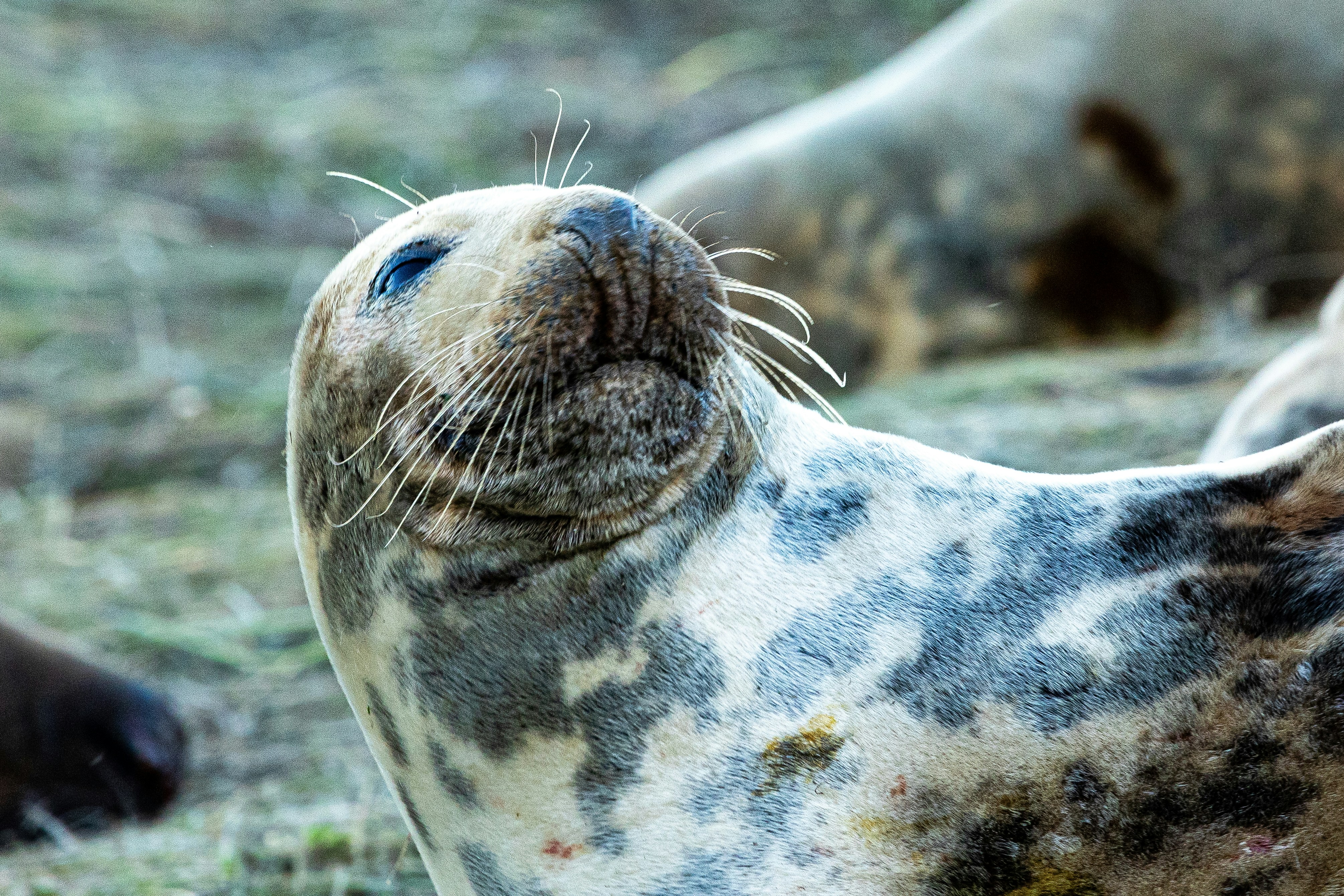 A Moment of Serenity with a Coastal Grey Seal