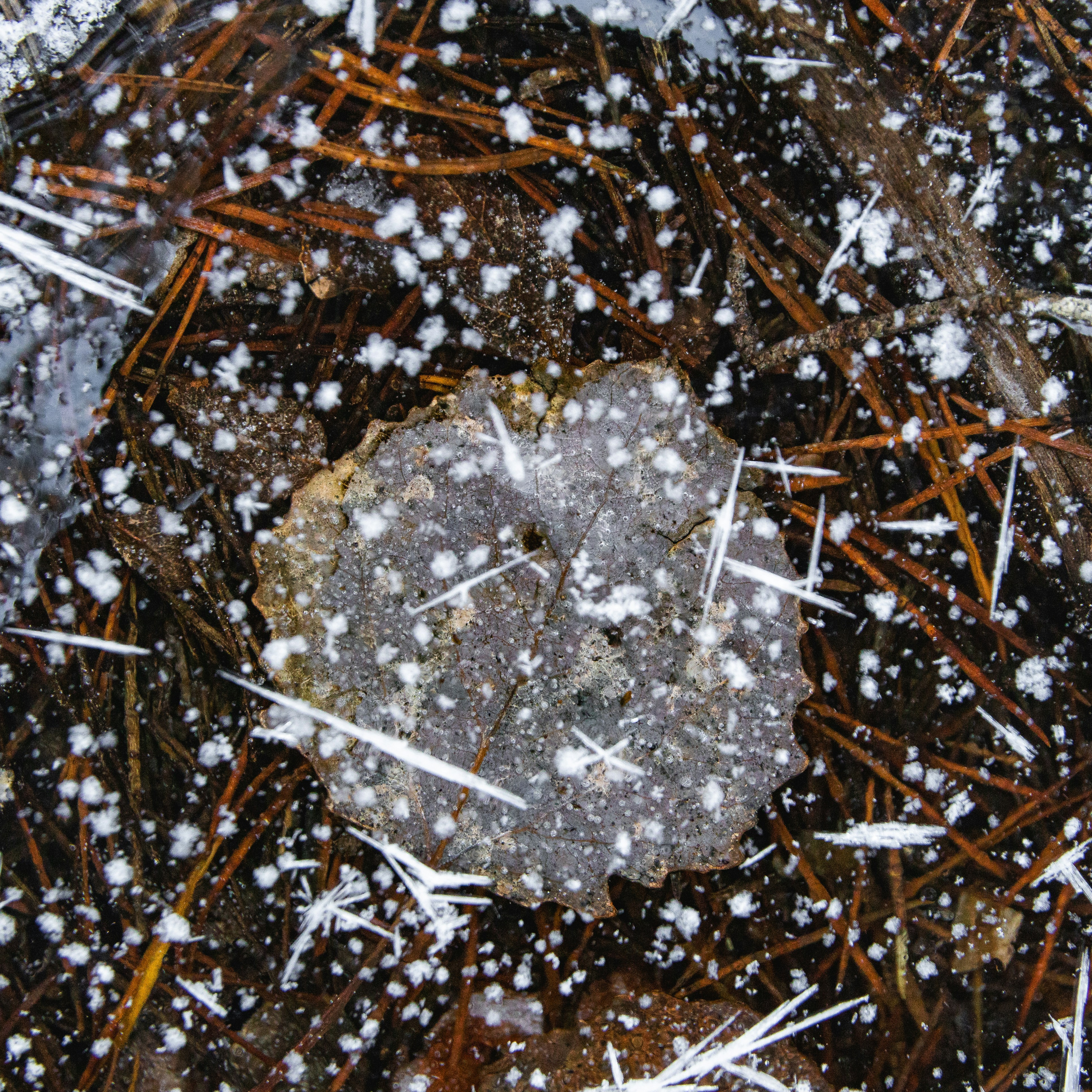 Frozen Badge: A Snow-Dusted Lichen Ring Resting on Forest Floor Debris