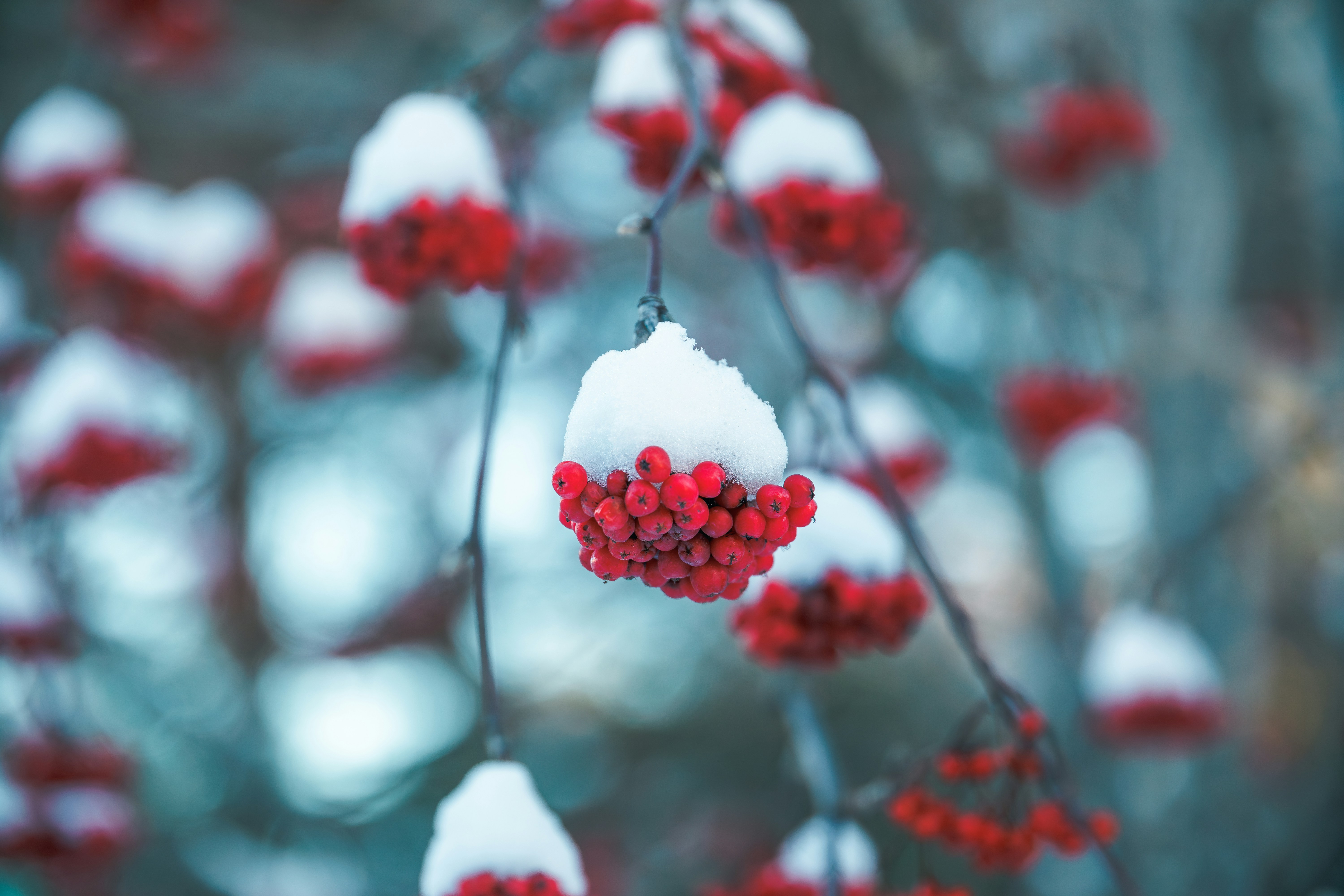 Snow-Kissed Red Berries in a Frosted Blue Dream