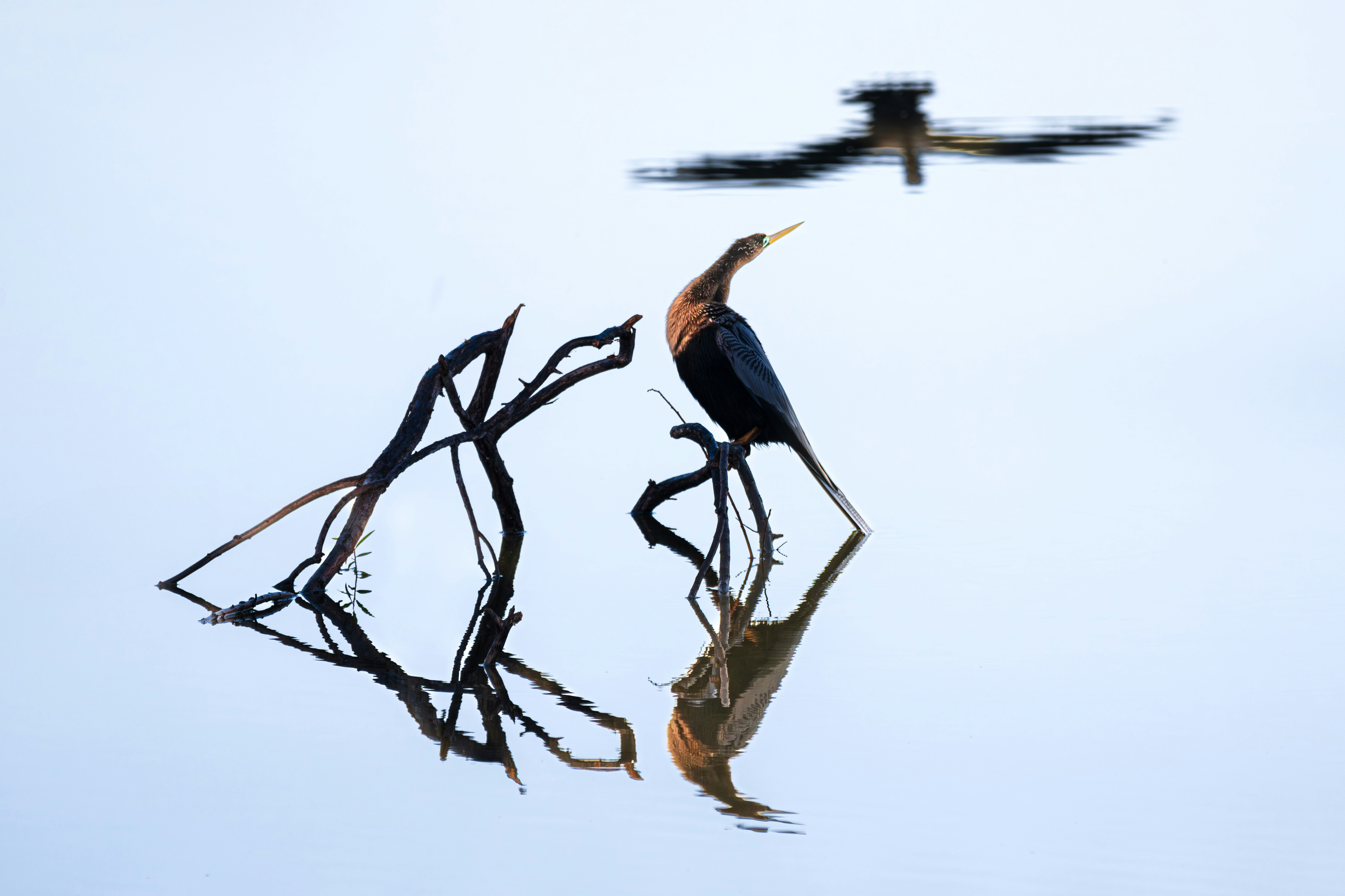 Echoes of Stillness: Avian Reflection