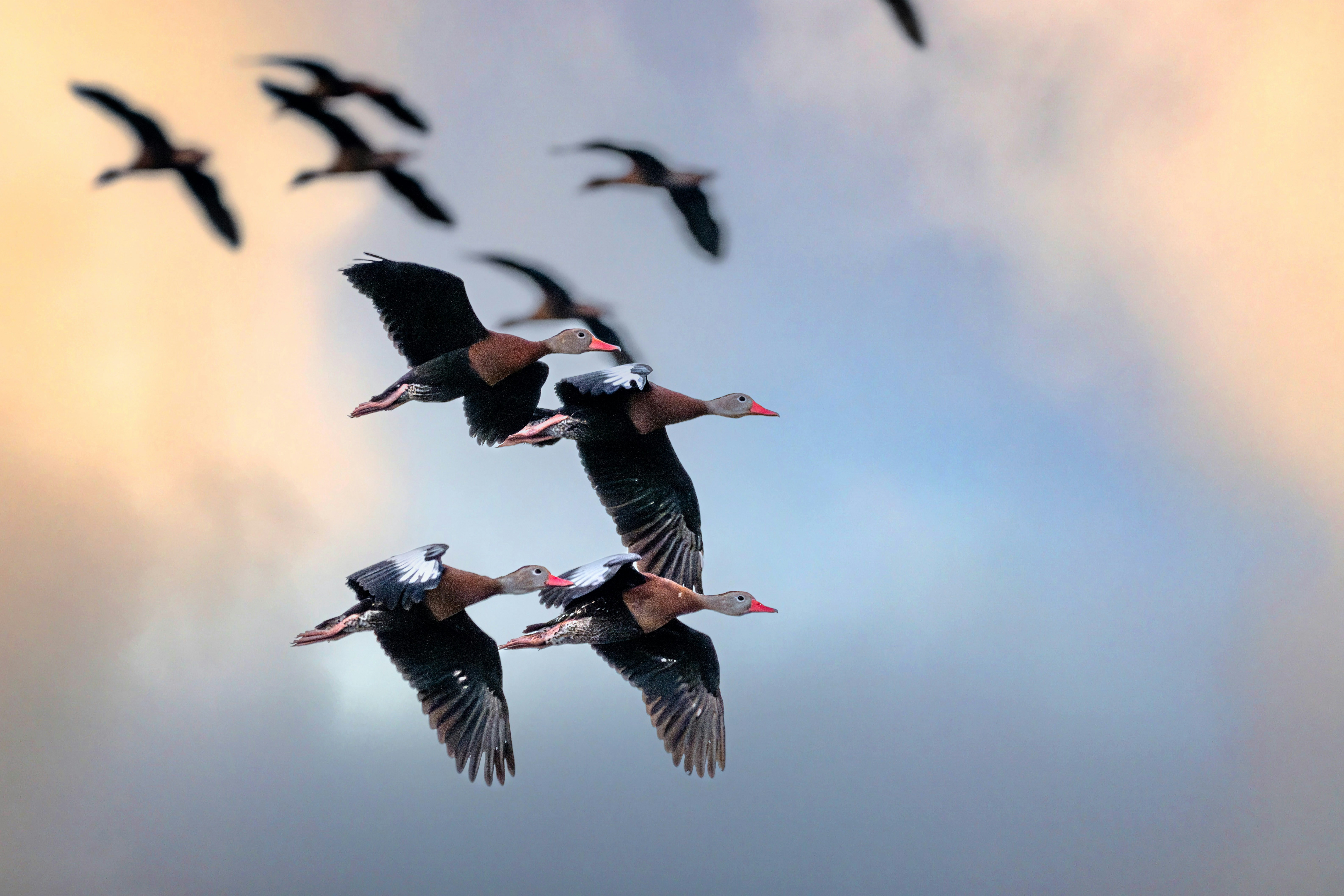 Aerial Ballet: Ducks in Harmonious Flight