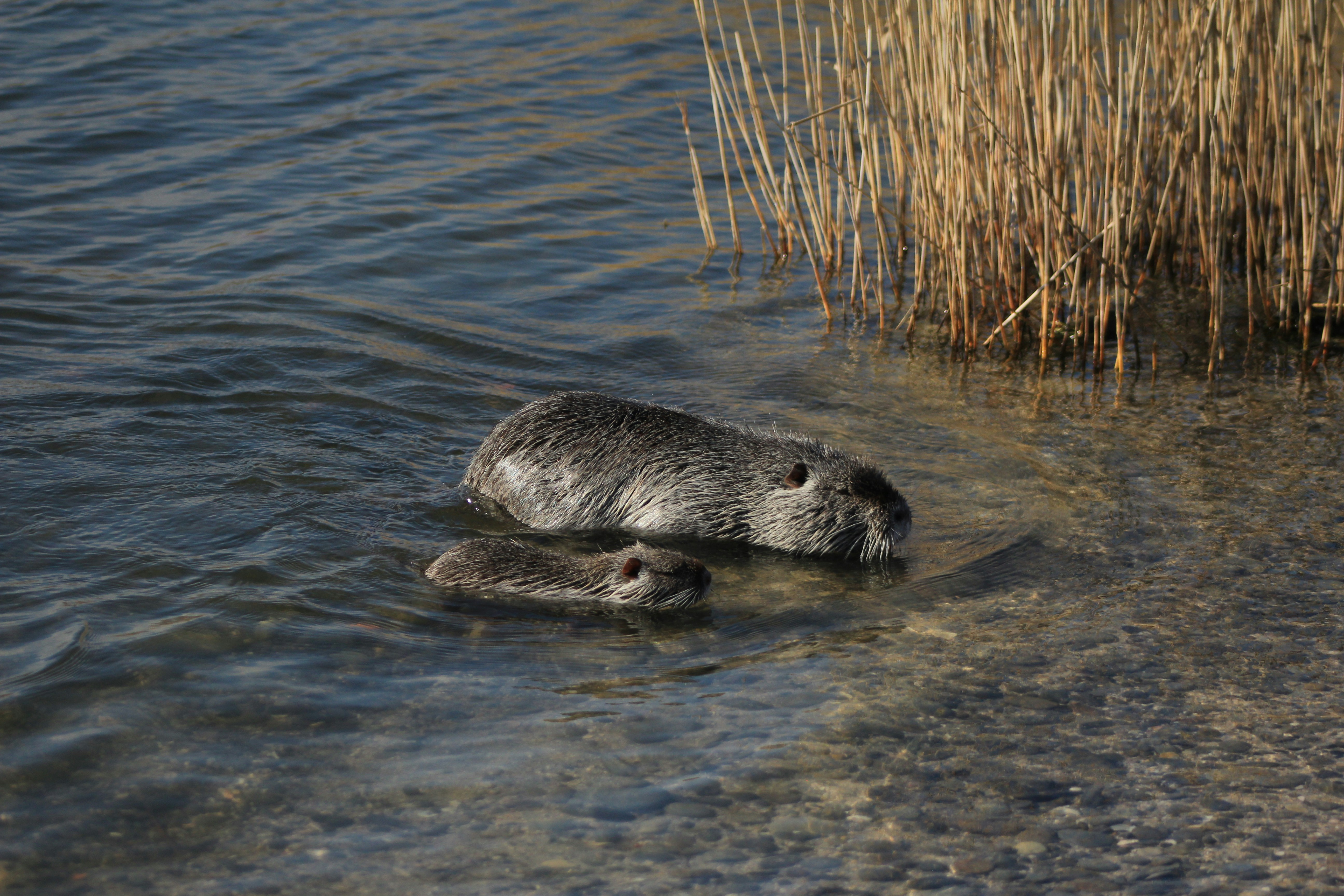 Gentle Swimmers: A Family Moment by the Water's Edge