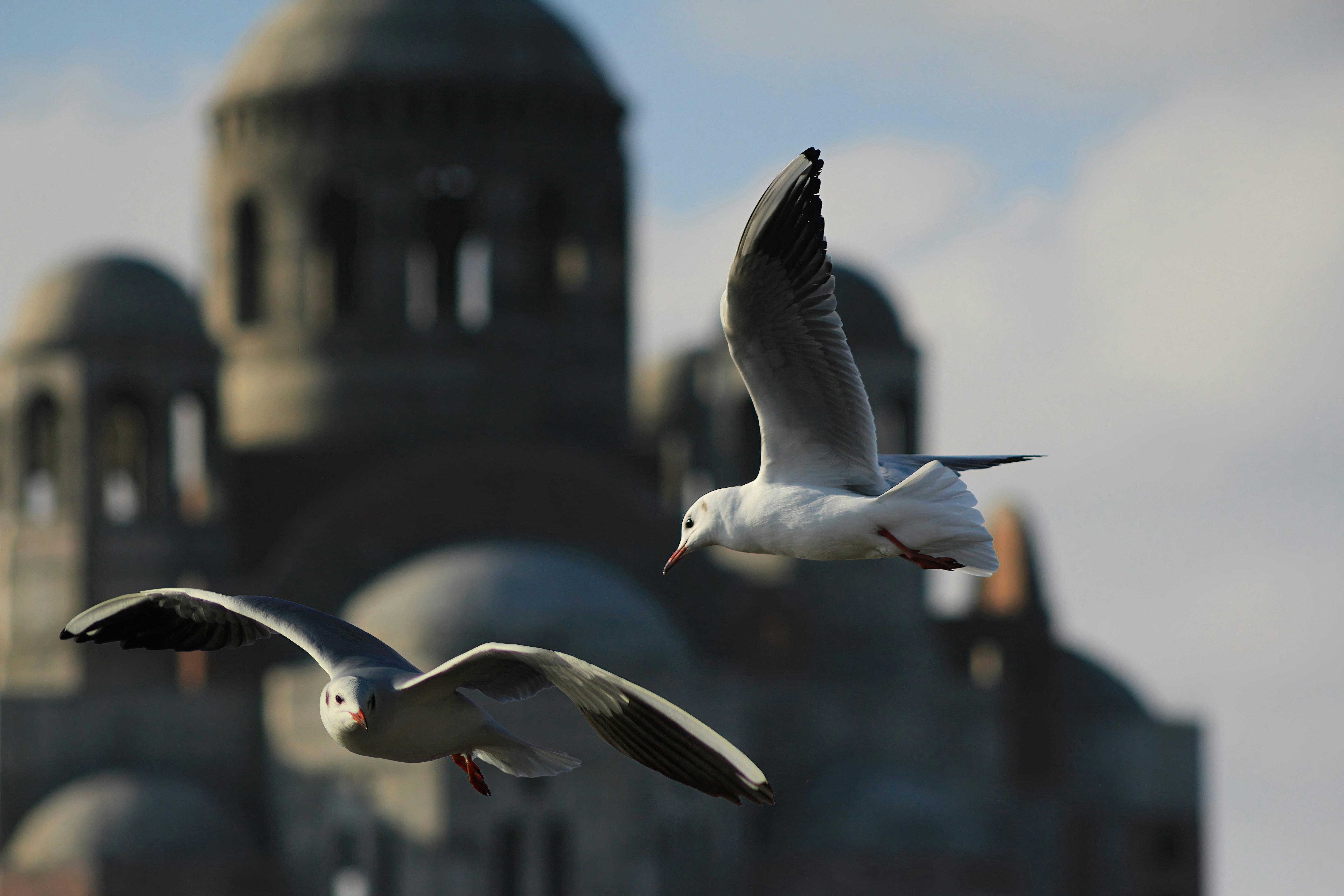 Two Seabirds in Flight Over a Rock-Arch Cathedral Silhouette