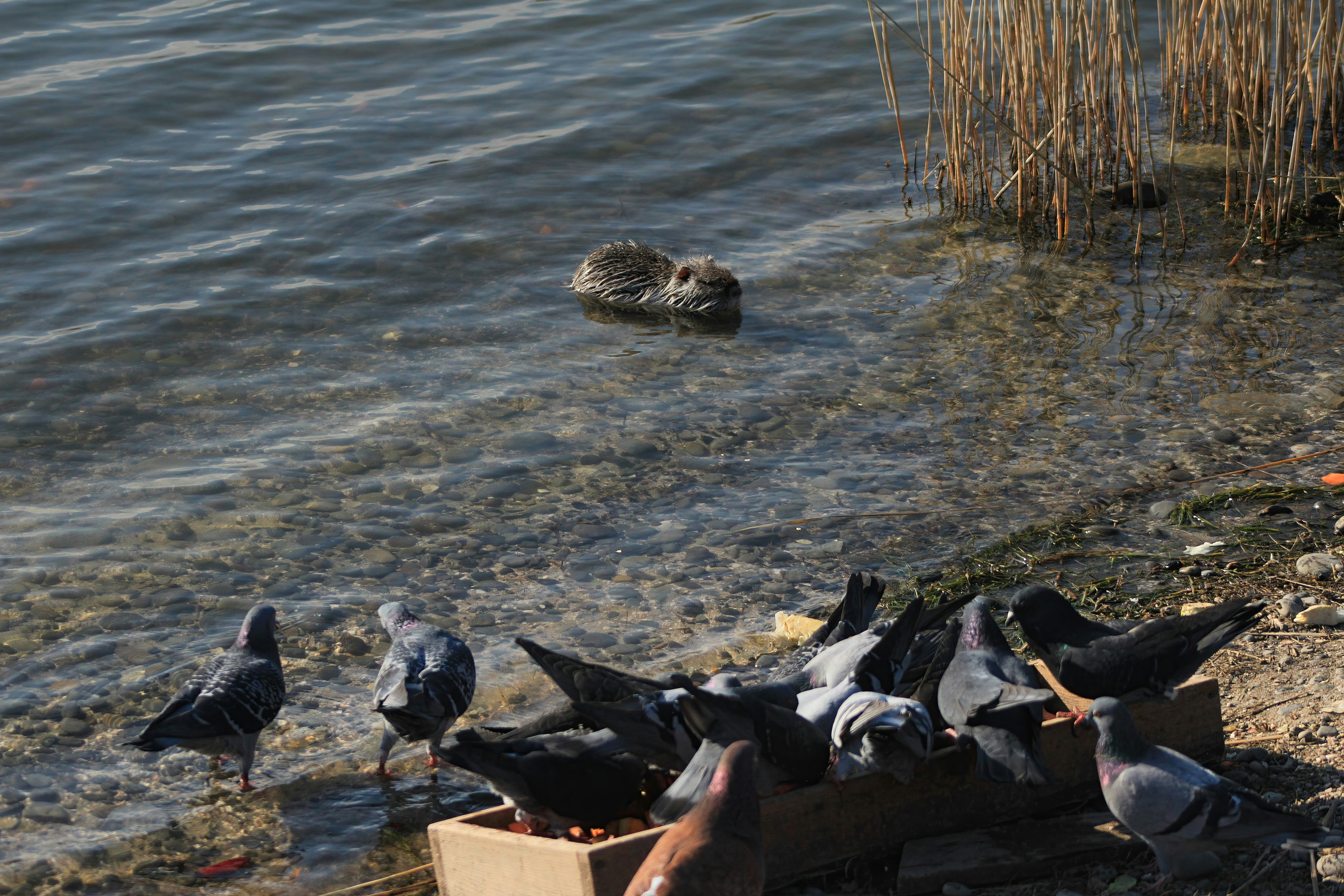 Shoreline Pigeons Feast at a Weathered Trough