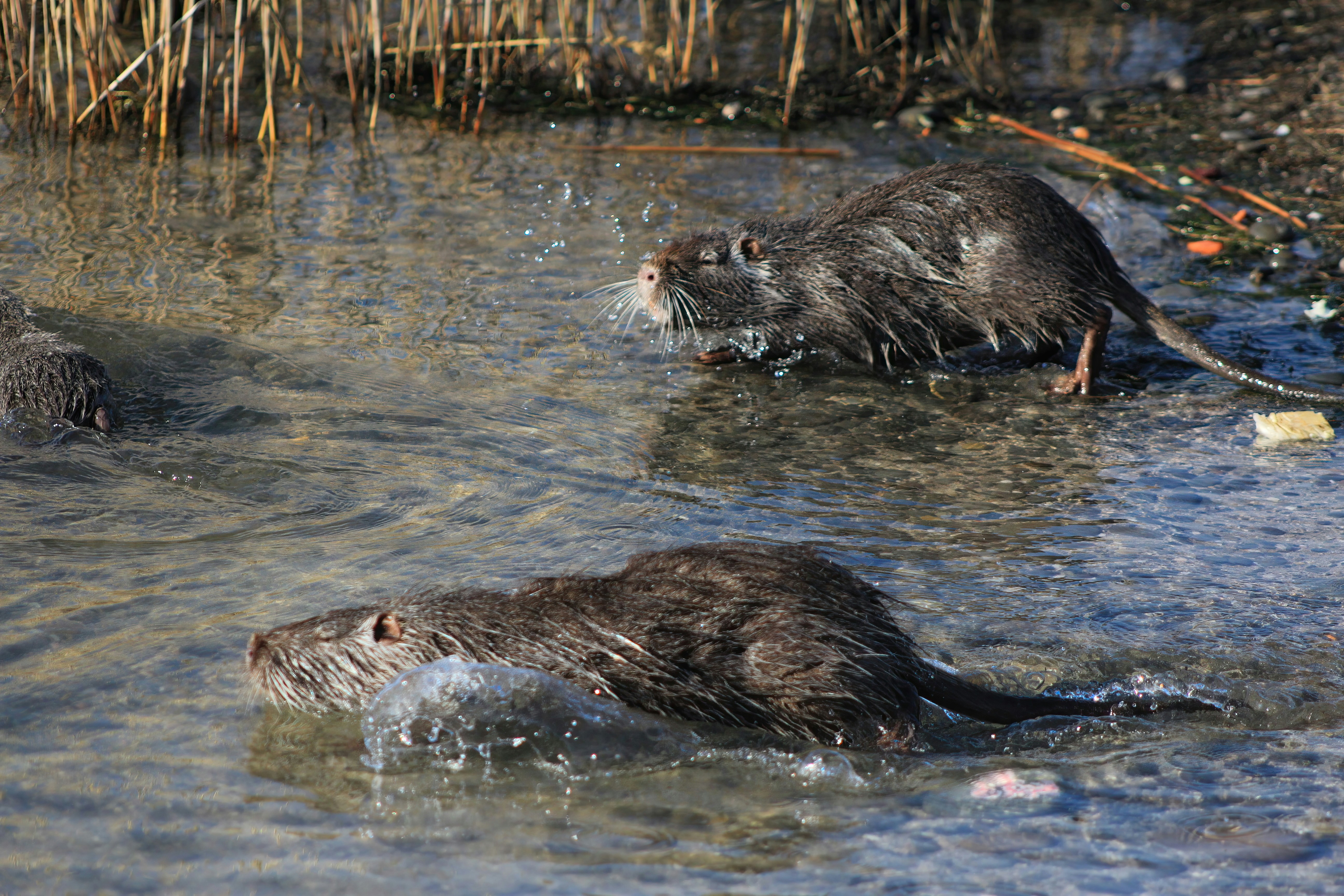 Waterbound Foragers: A Rodent's Journey