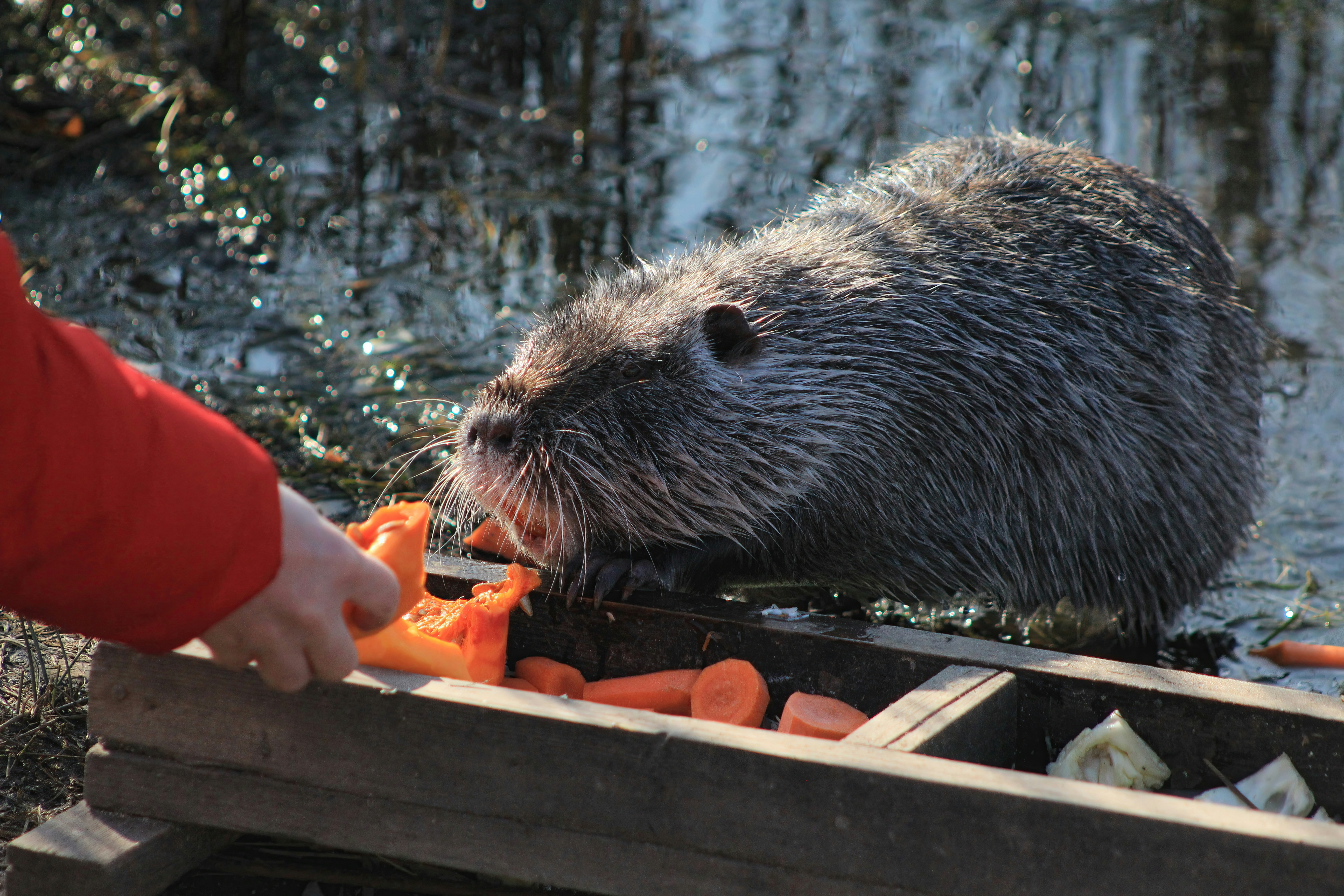 Beaver at the carrot buffet: careful nibble by the water's edge