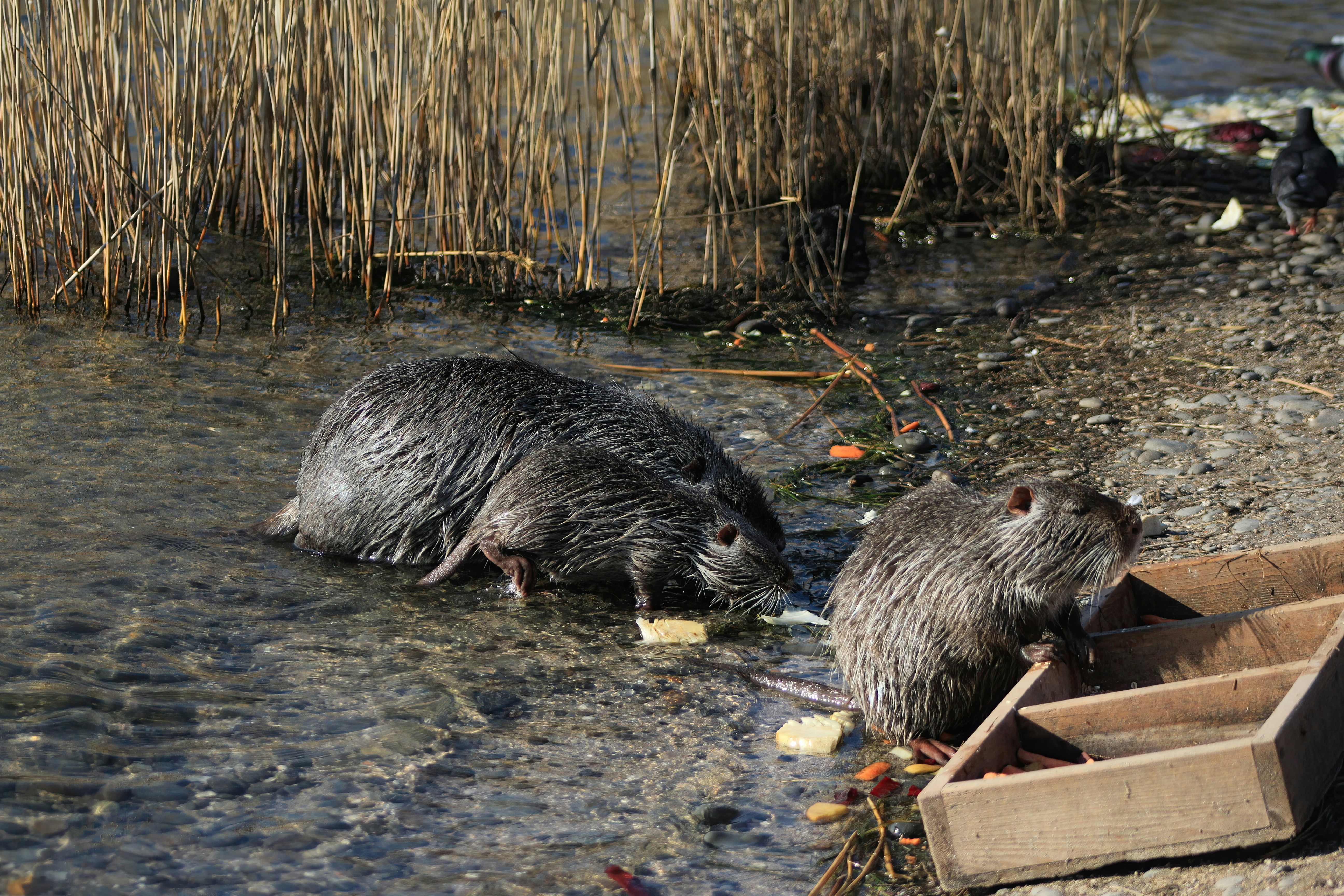 Coypus at Water's Edge: Foraging Duo by Reed Border and a Weathered Boat