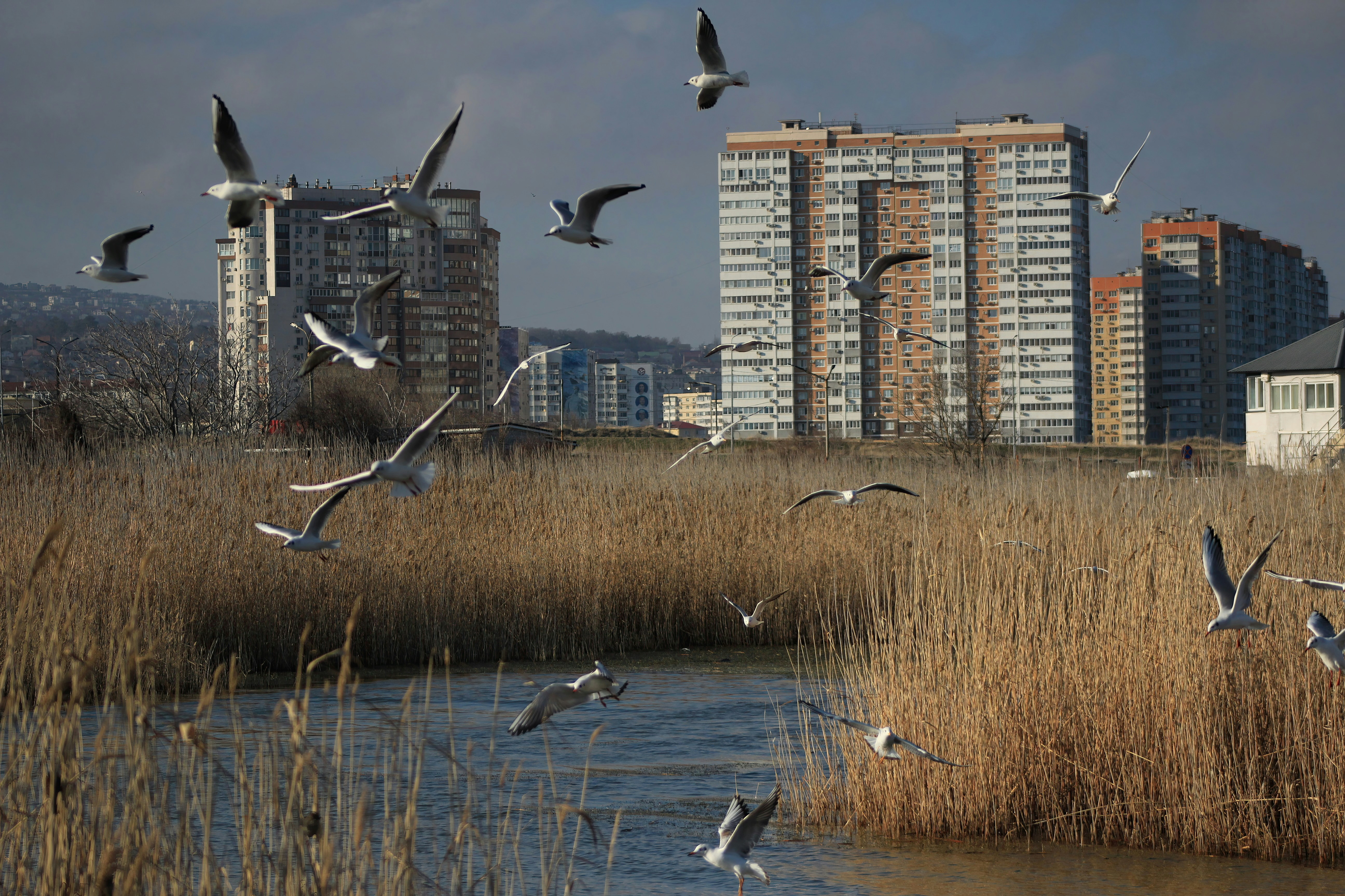 Seagull Chorus Over a City Wetland