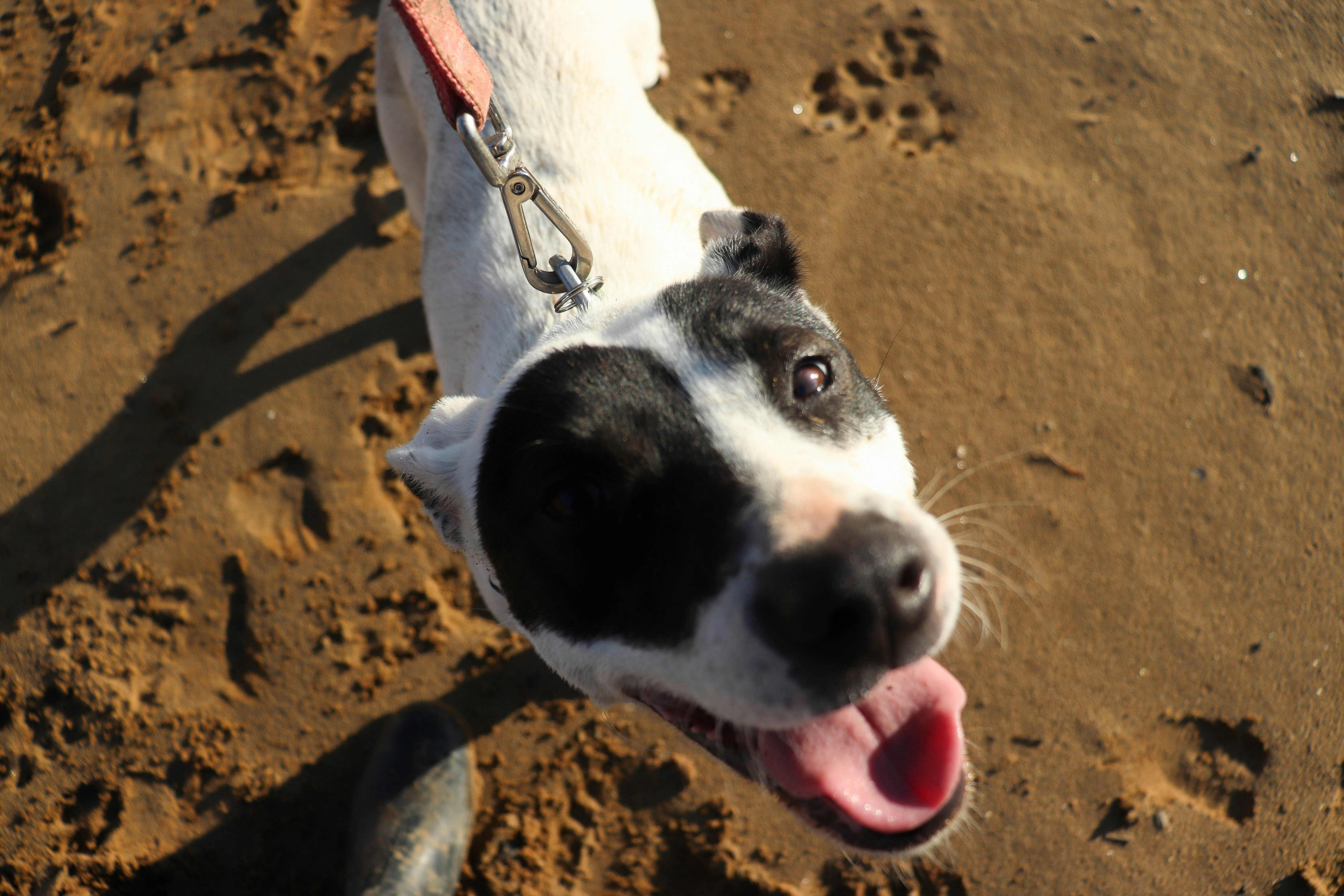 Black and white dog on the beach.