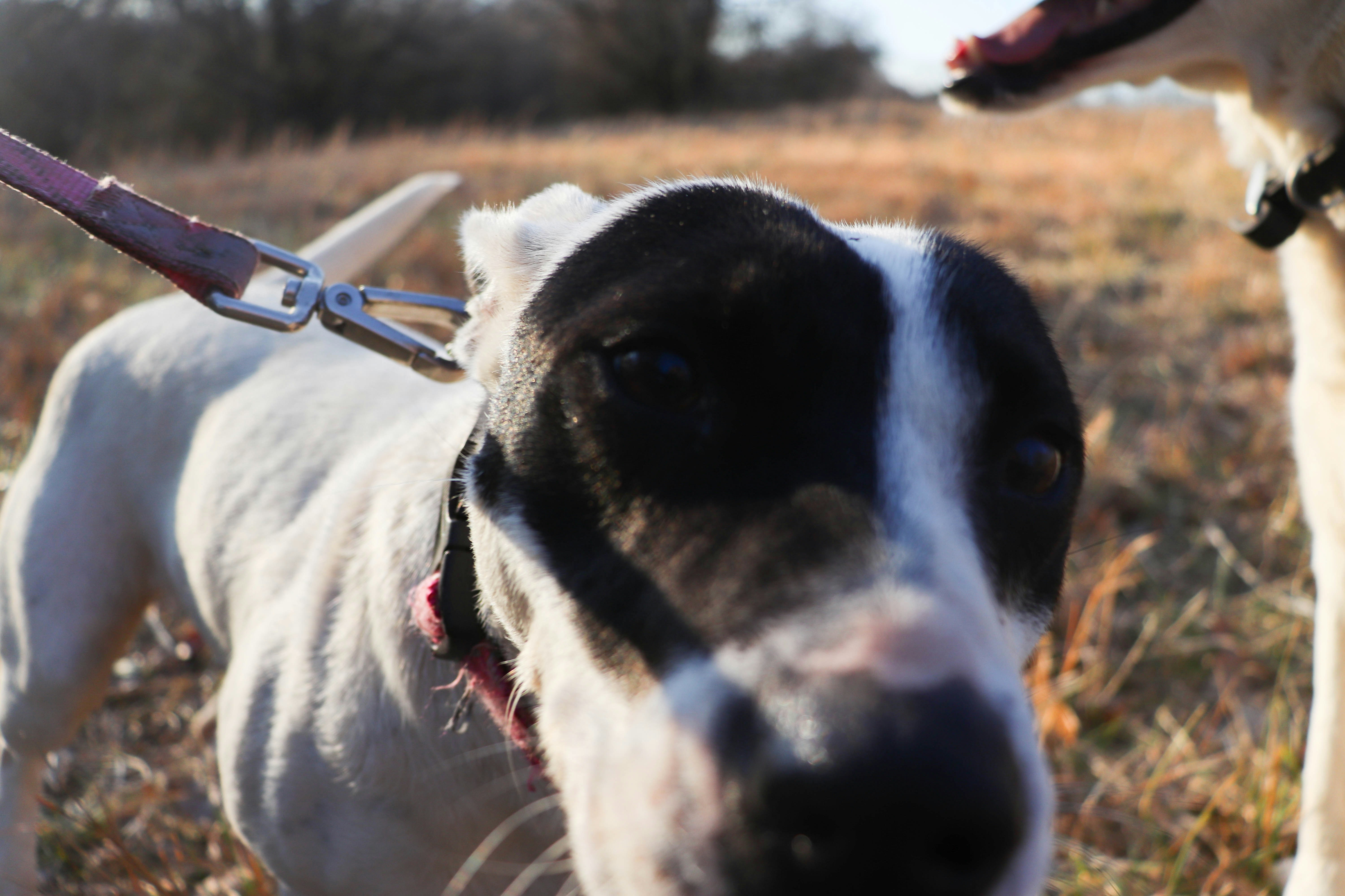 Close-up of a curious hound in a sunlit field