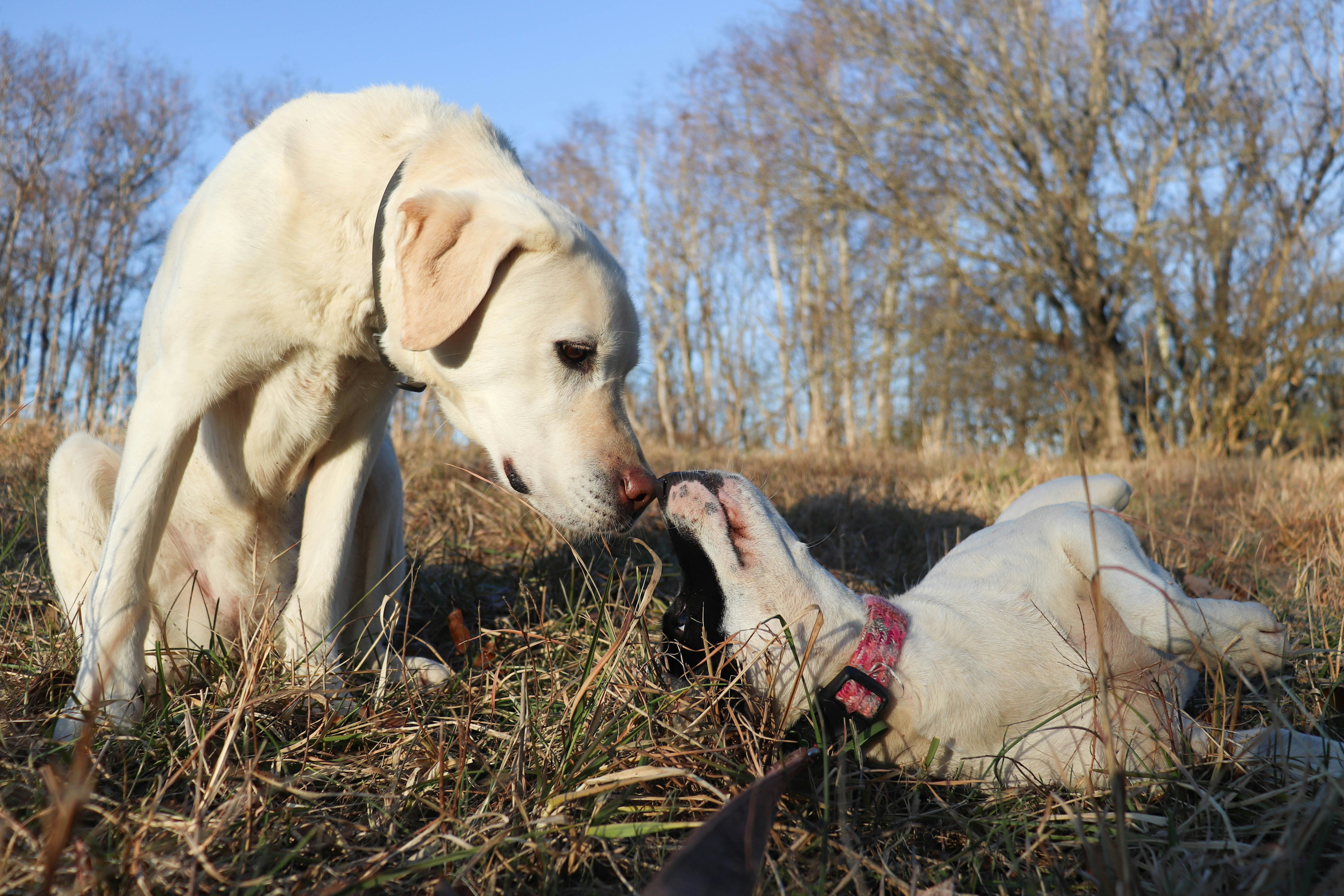 Sunlit Nuzzle: Two White Dogs Meet Nose-to-Nose in a Field