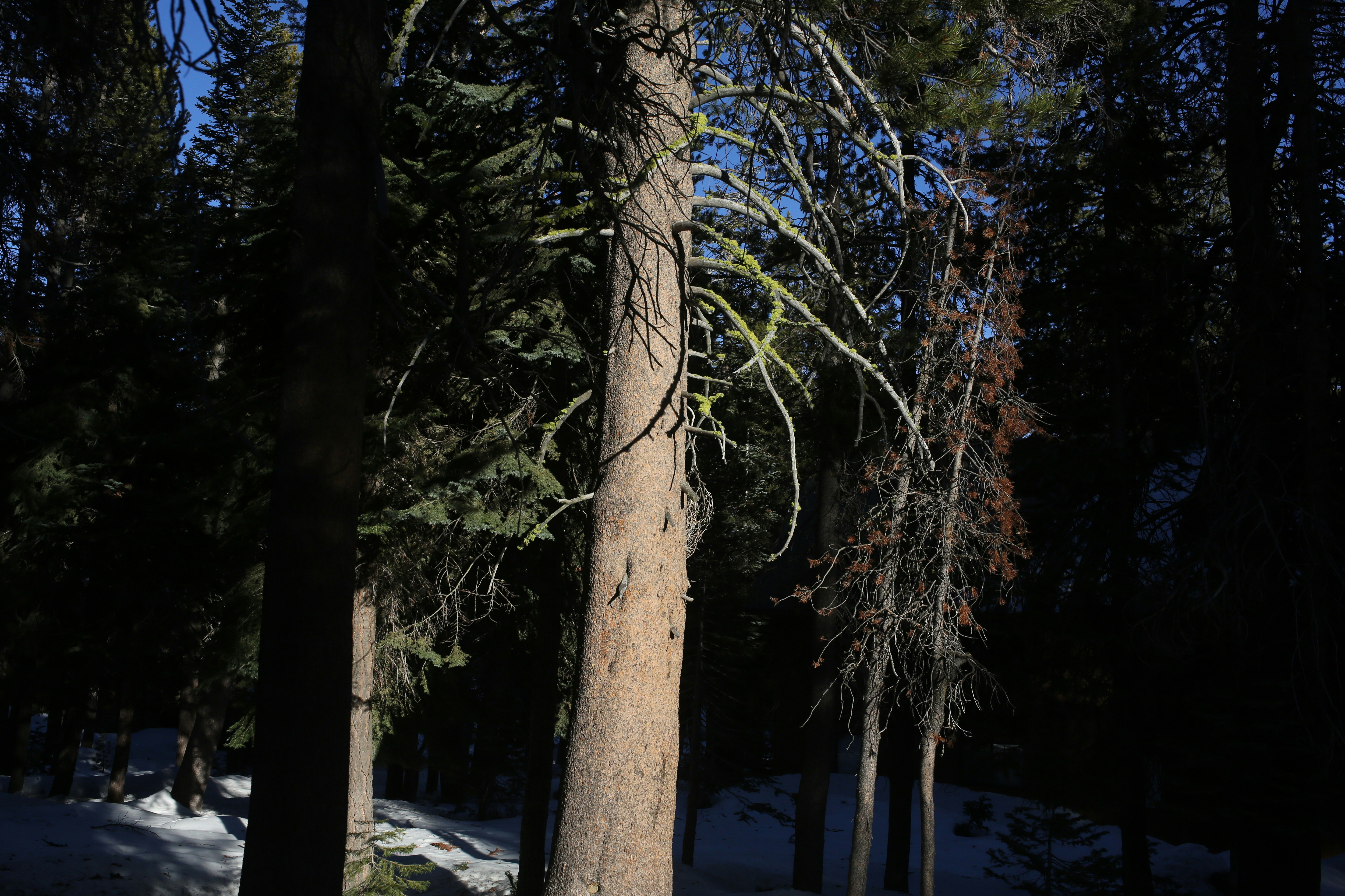 Sunlit Sentinel: A Central Pine Amid Snow and Shadow