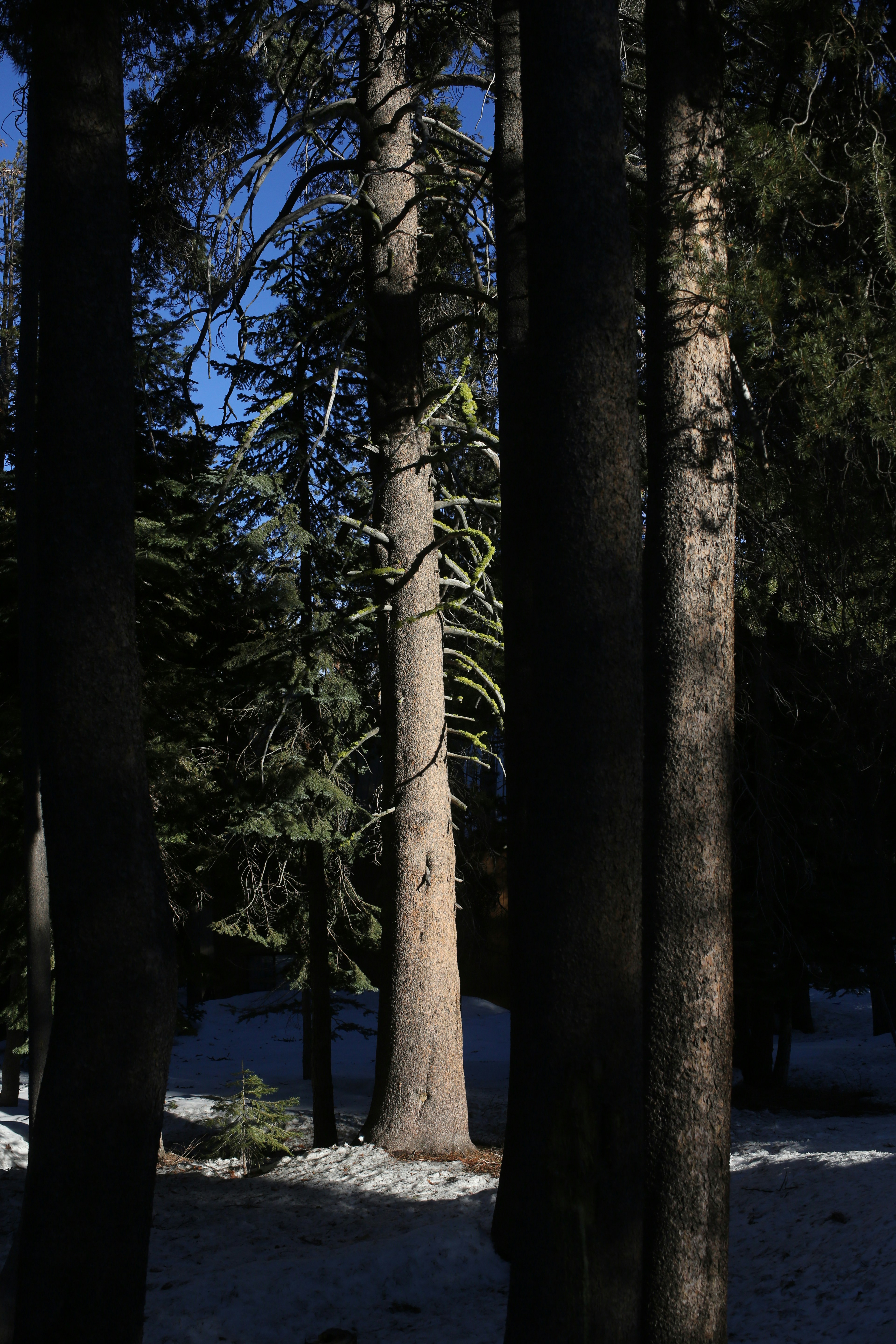 Sunlit Trunk Corridor: Winter Pines Framed by Shadowed Giants