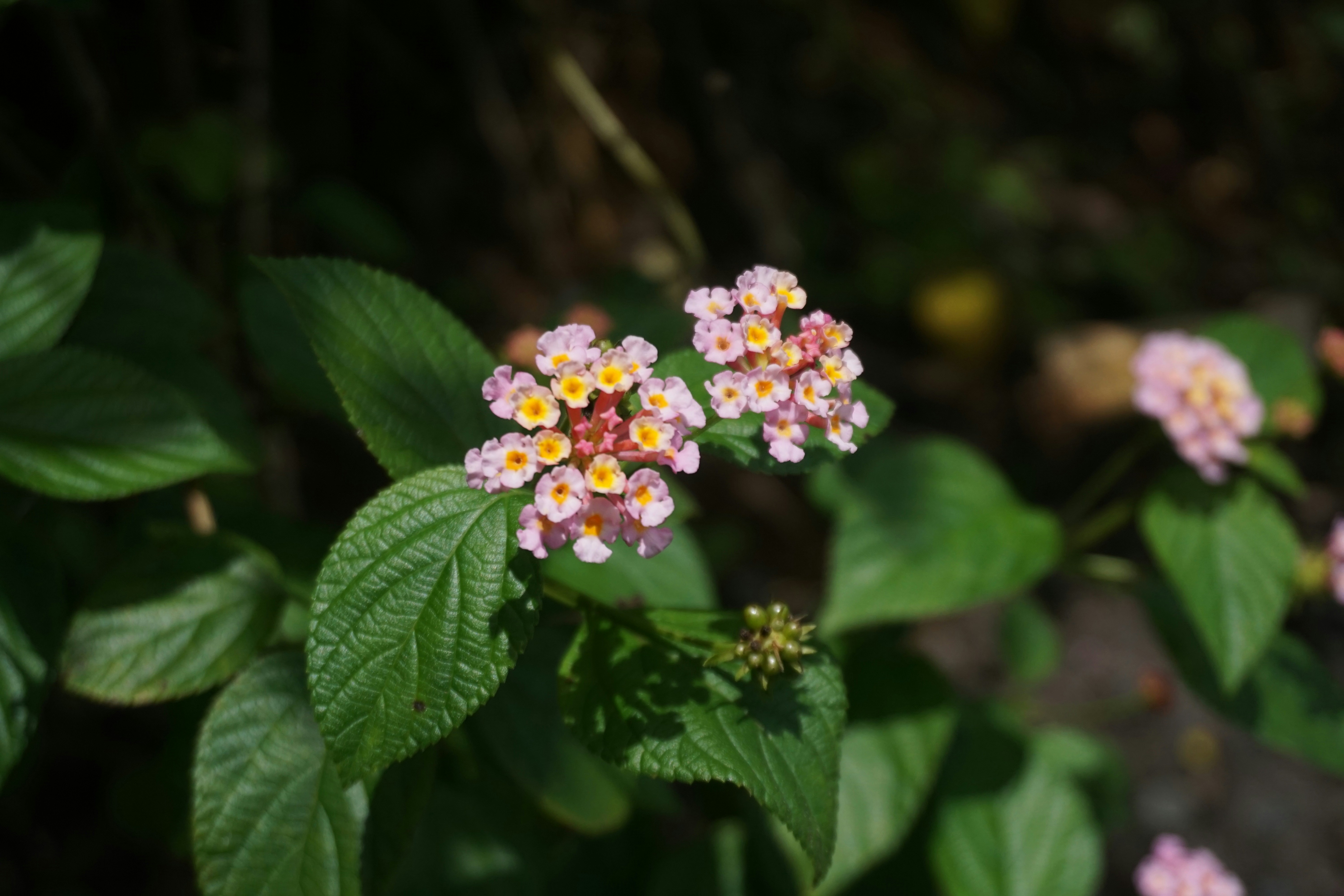 Clusters of small pink and yellow flowers surrounded by vibrant green leaves, showcasing nature's intricate beauty.