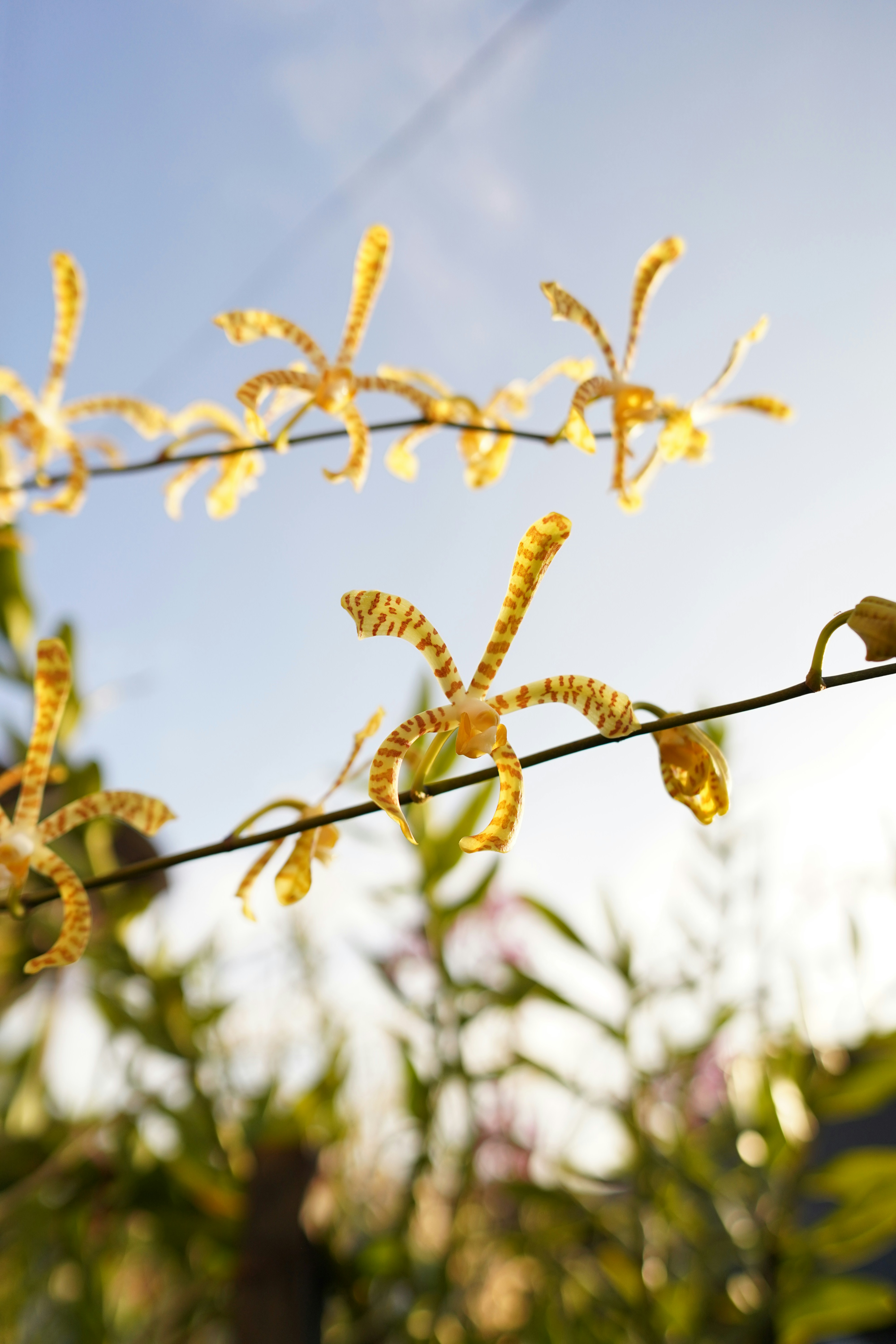Sunlit Catkins on a Wire: A Quiet Spring Moment