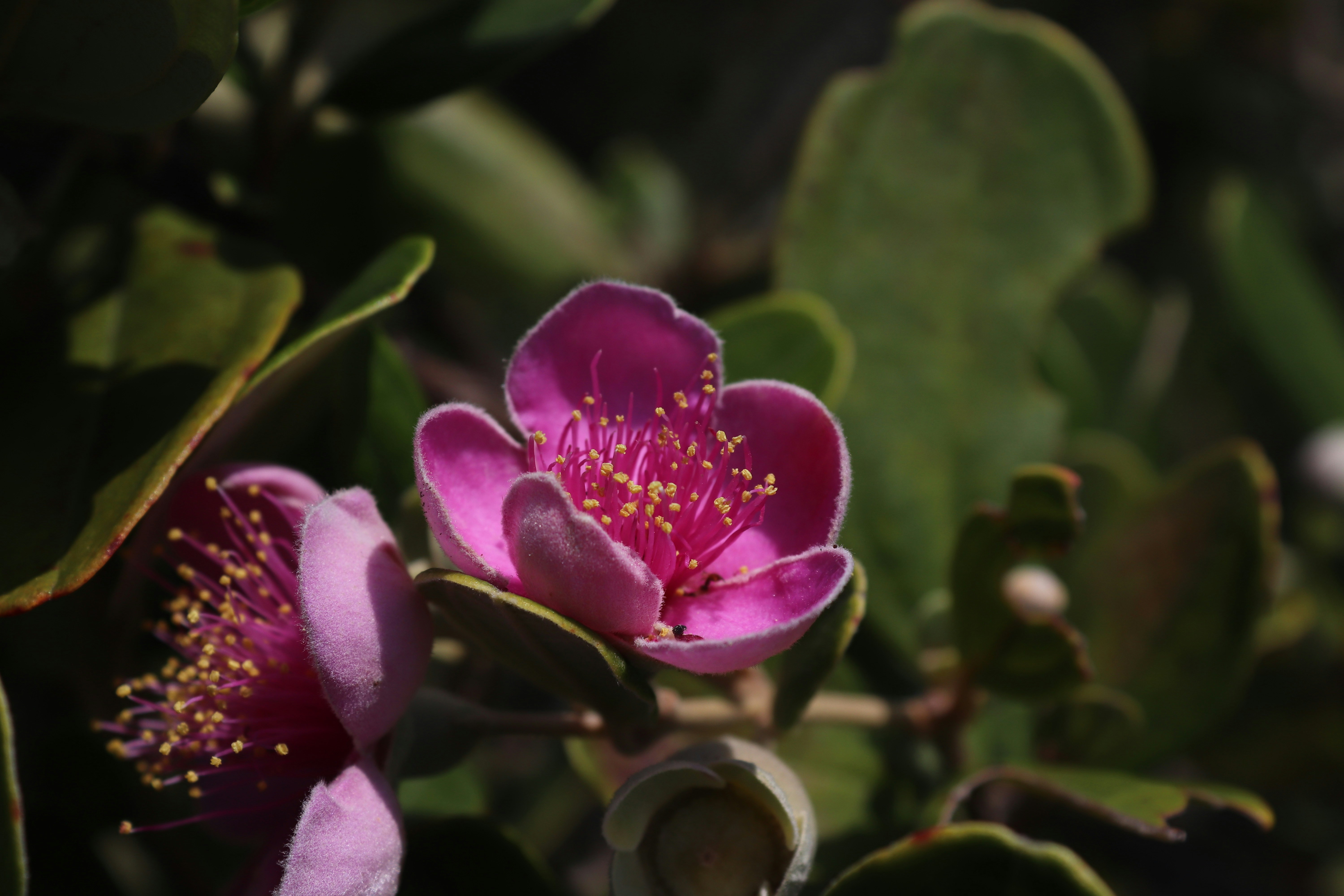 Magenta Camellias Unfold Amid Shadowed Foliage