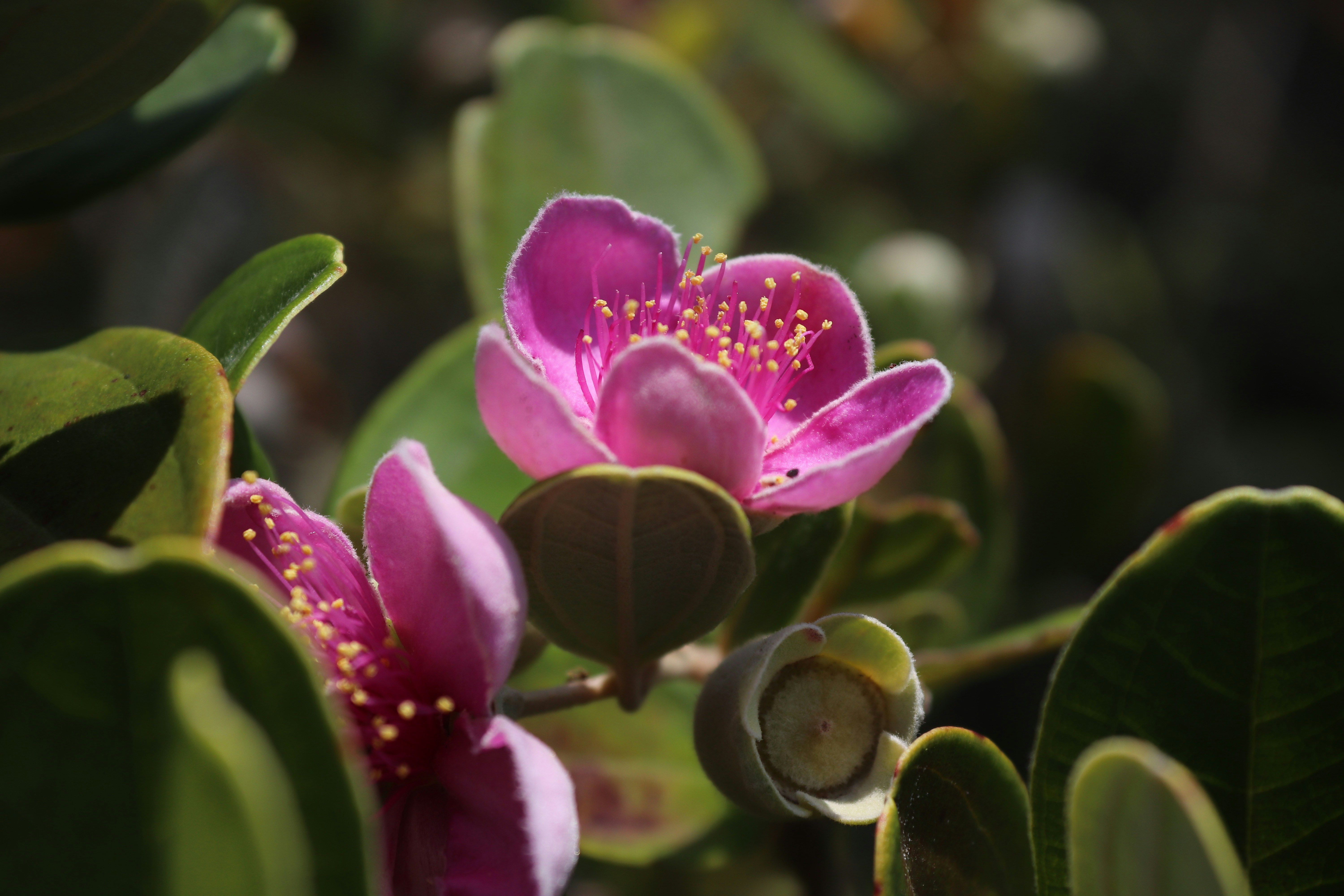 Petals Aglow: Nature's Pink Symphony