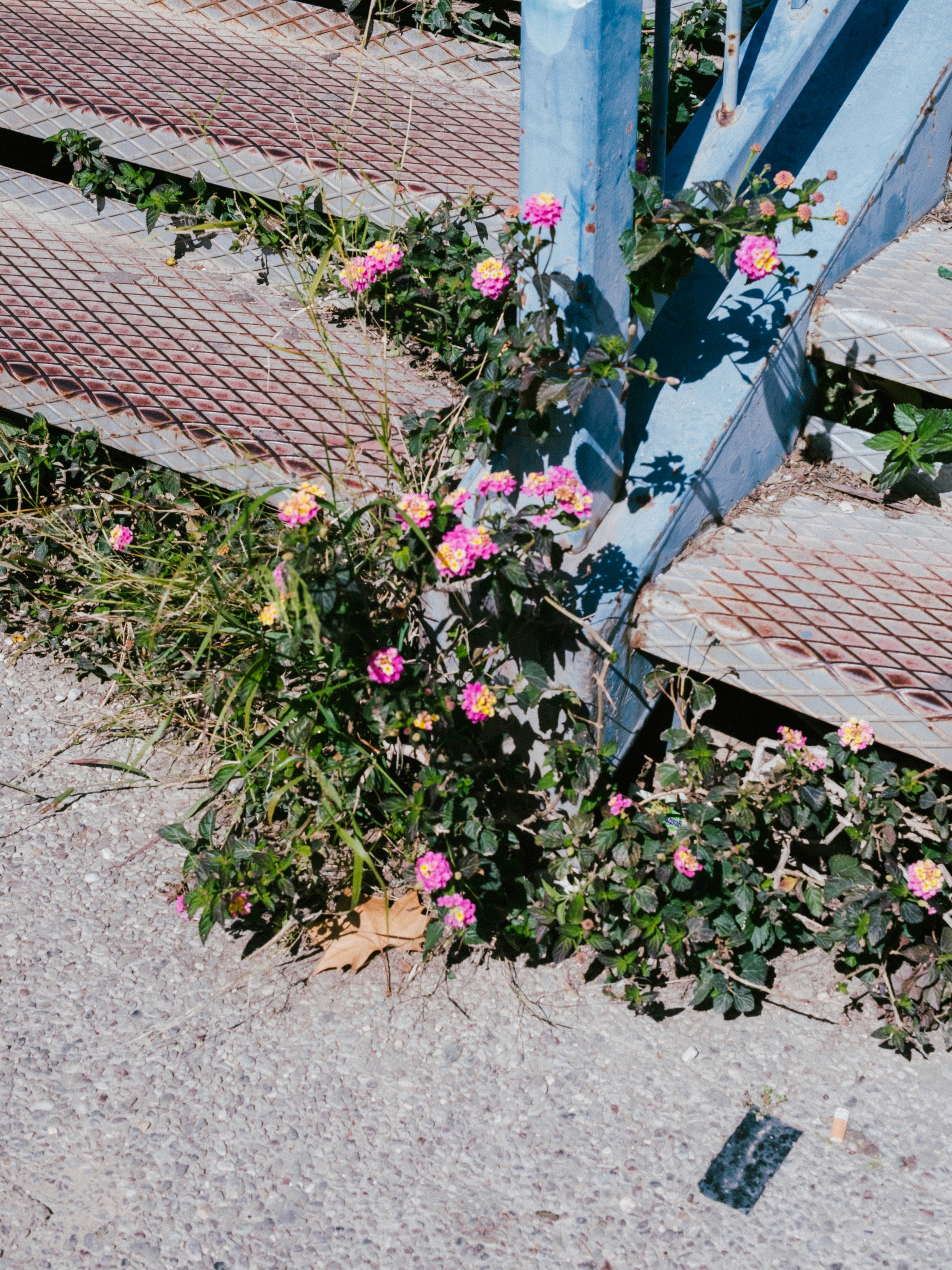 Blue Staircase Veil: Roses Reclaim the Metal Steps