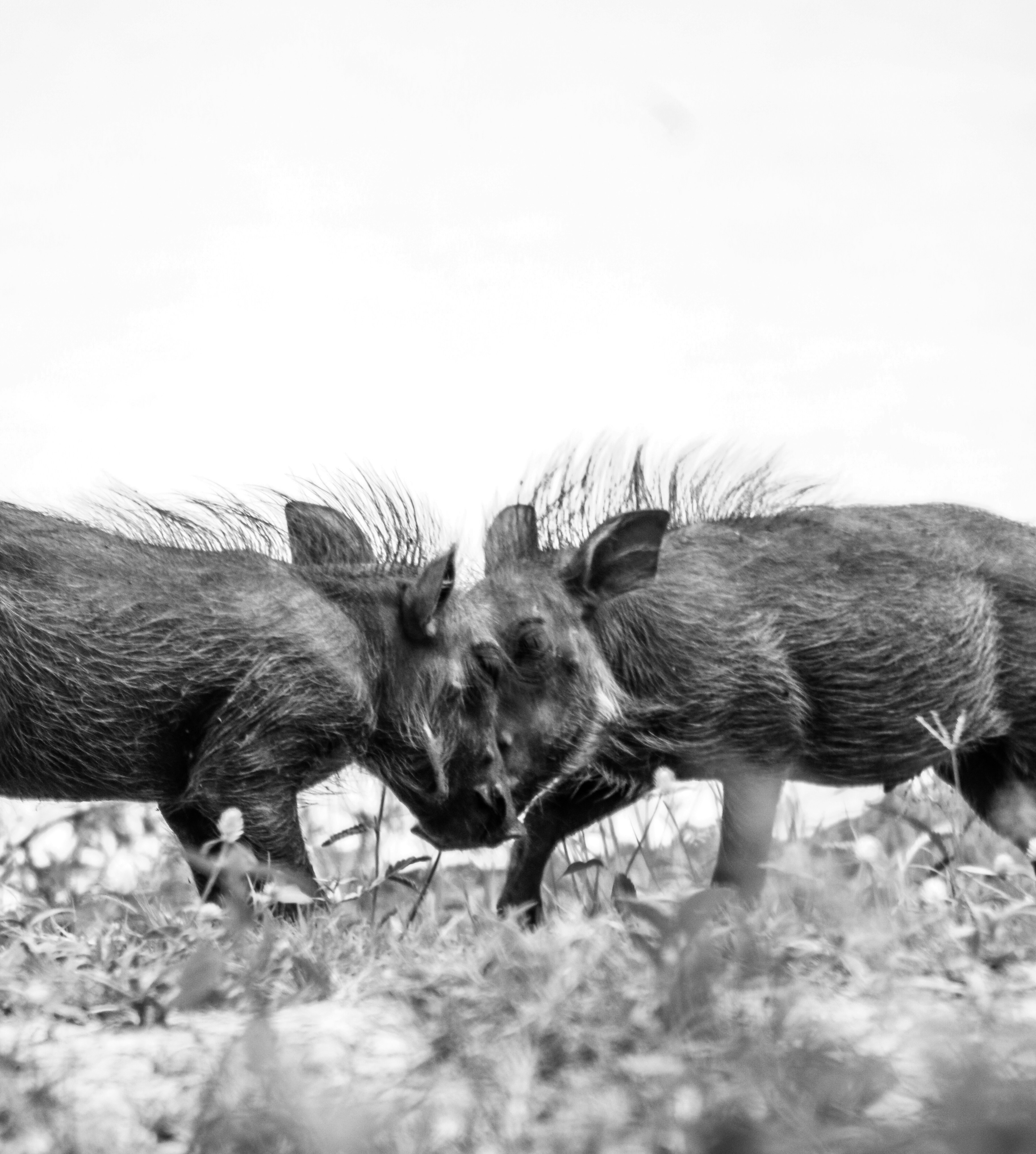 warthogs