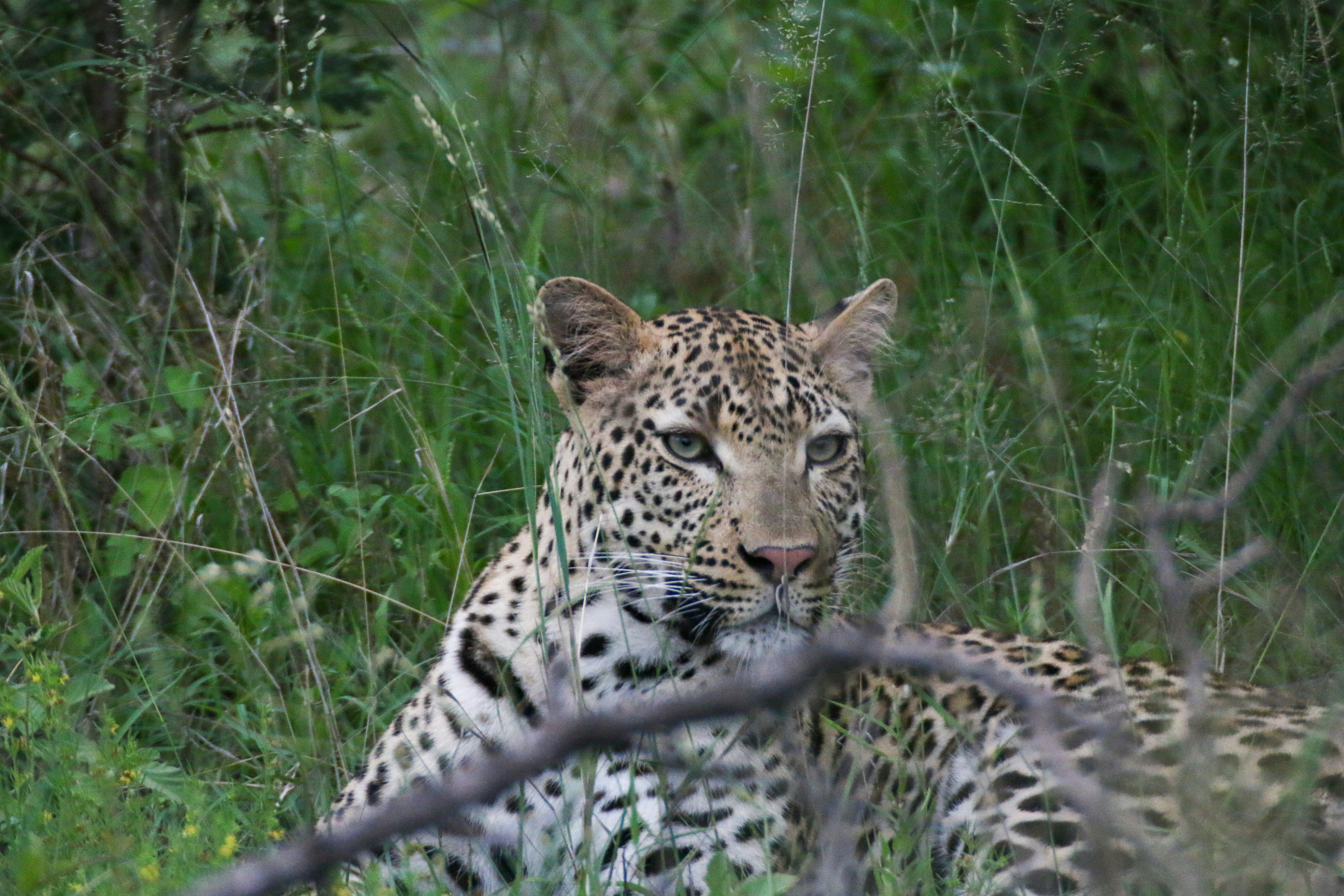 A leopard laying down in a field of tall grass photo – Free Leopard ...