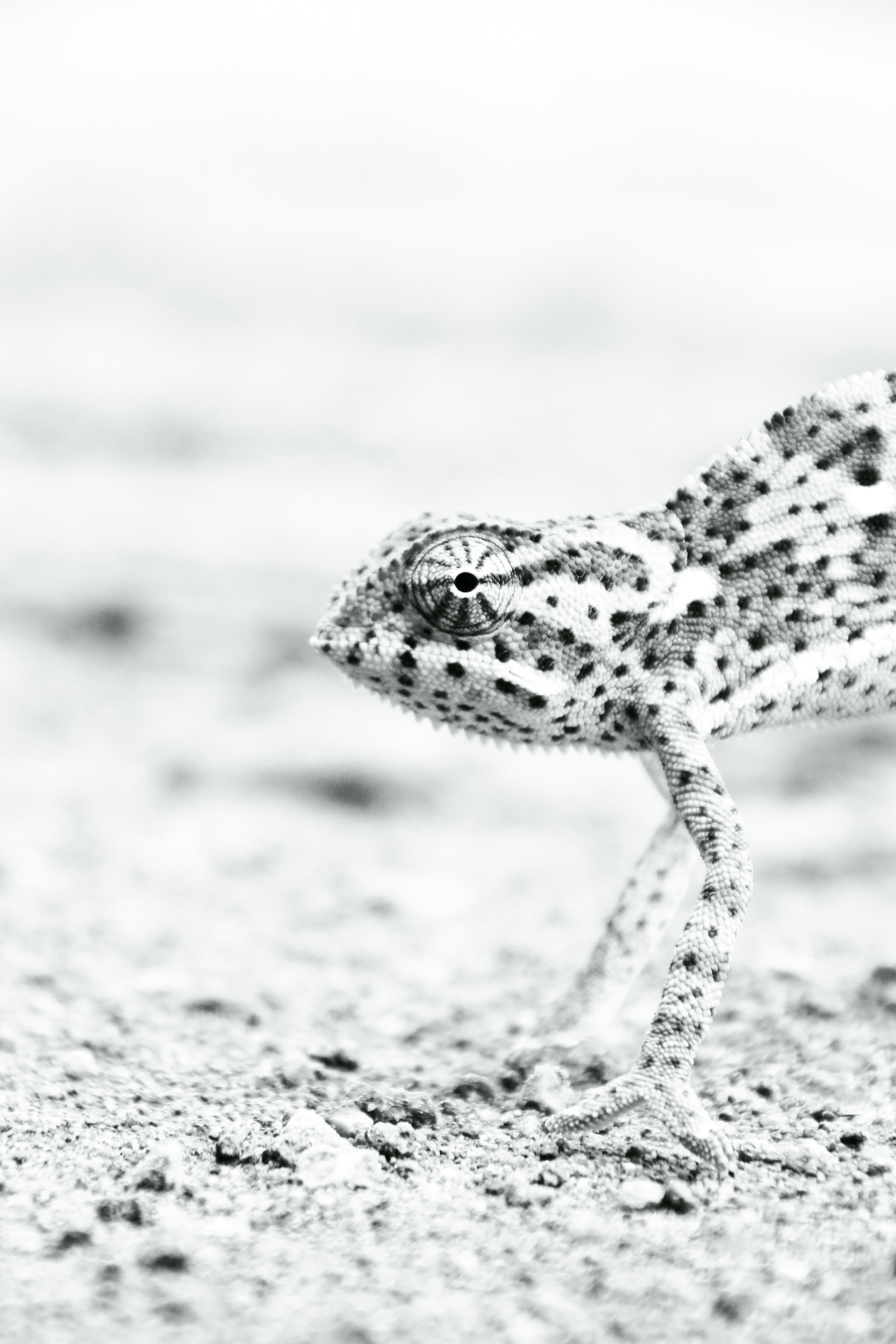 chameleon black and white