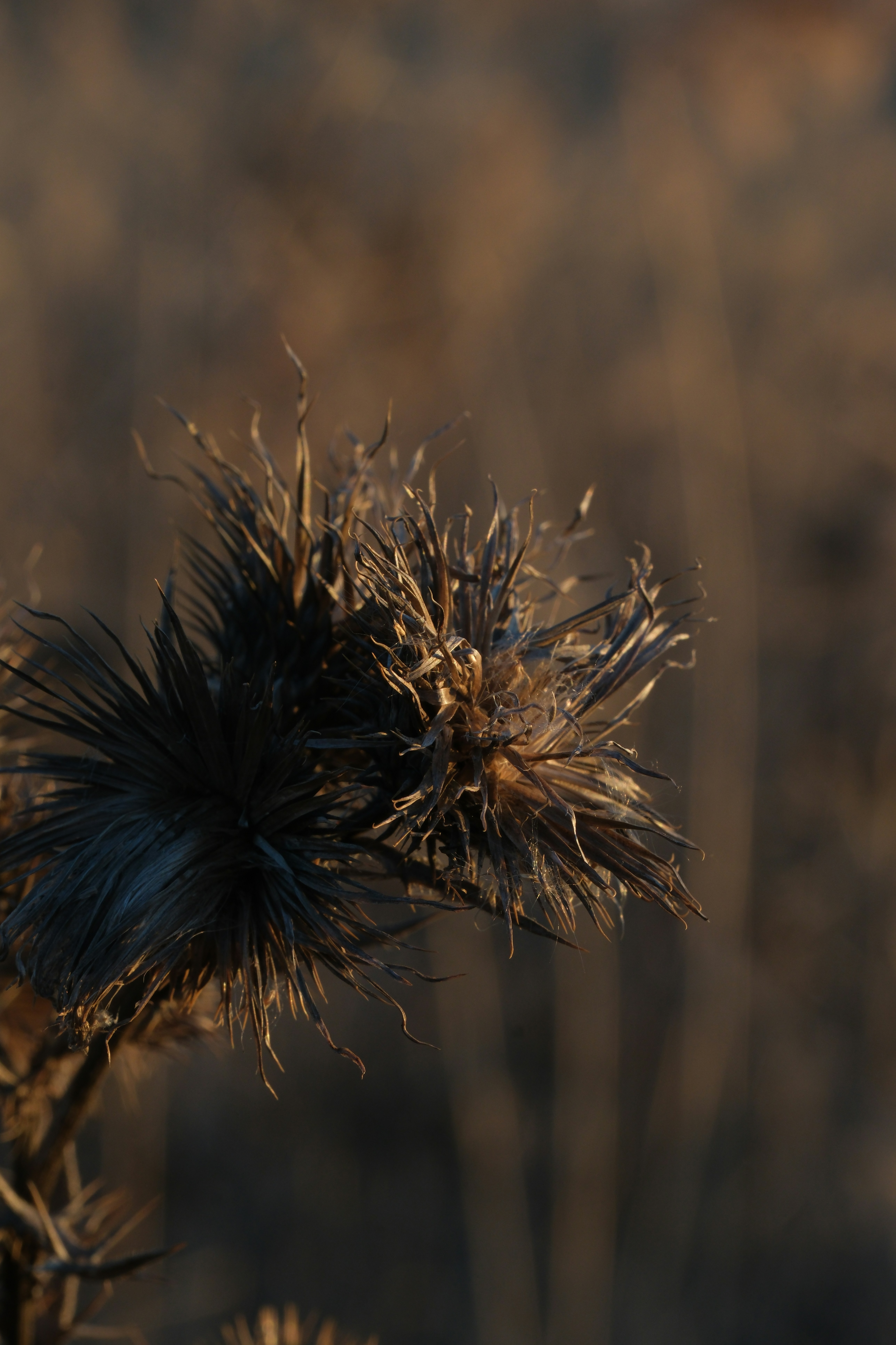 A close-up of a dried seedhead silhouetted against a soft, warm background, emphasizing texture and desert flora in muted sunset tones.