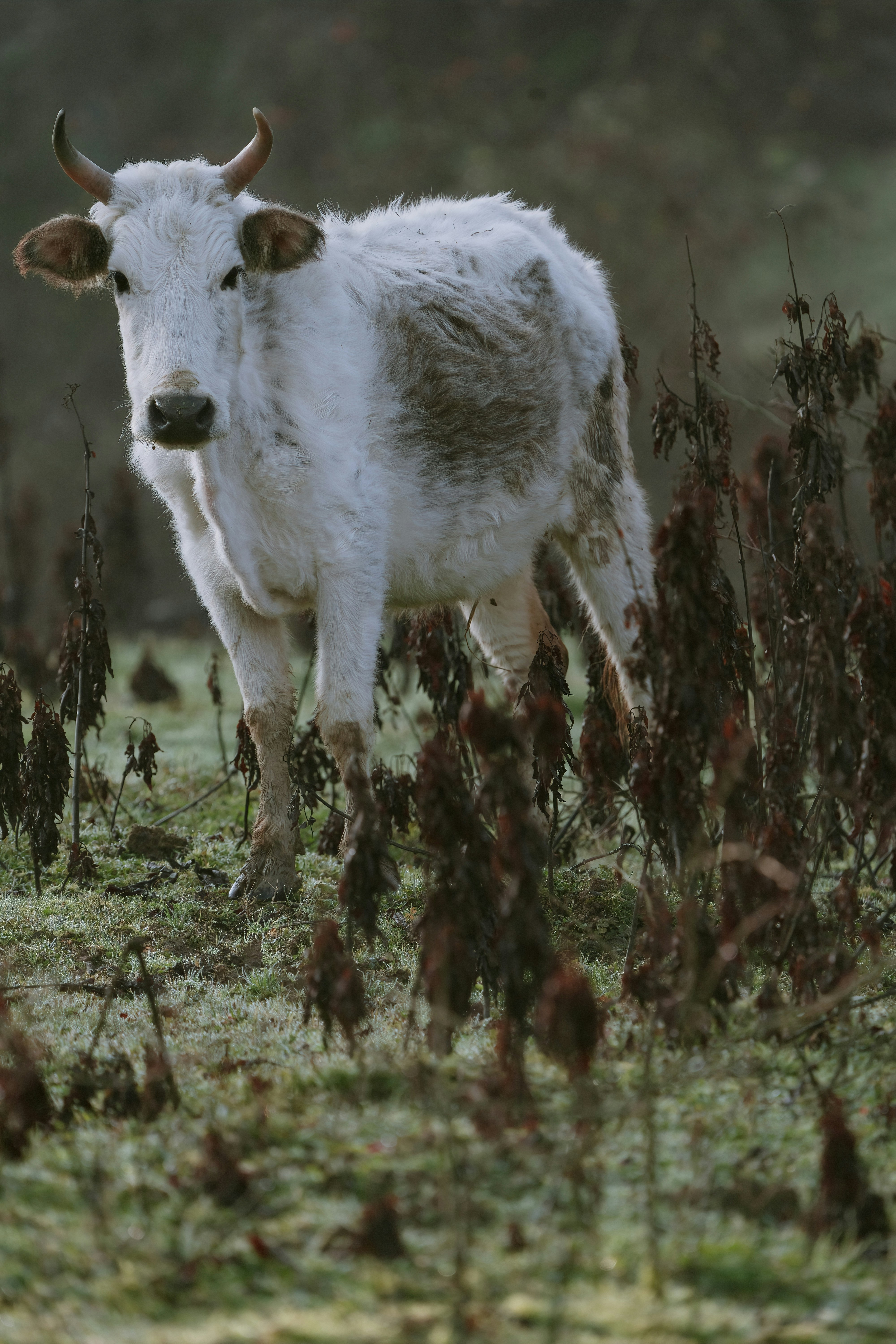 White Cow in a Field of Withered Stalks at Dusk