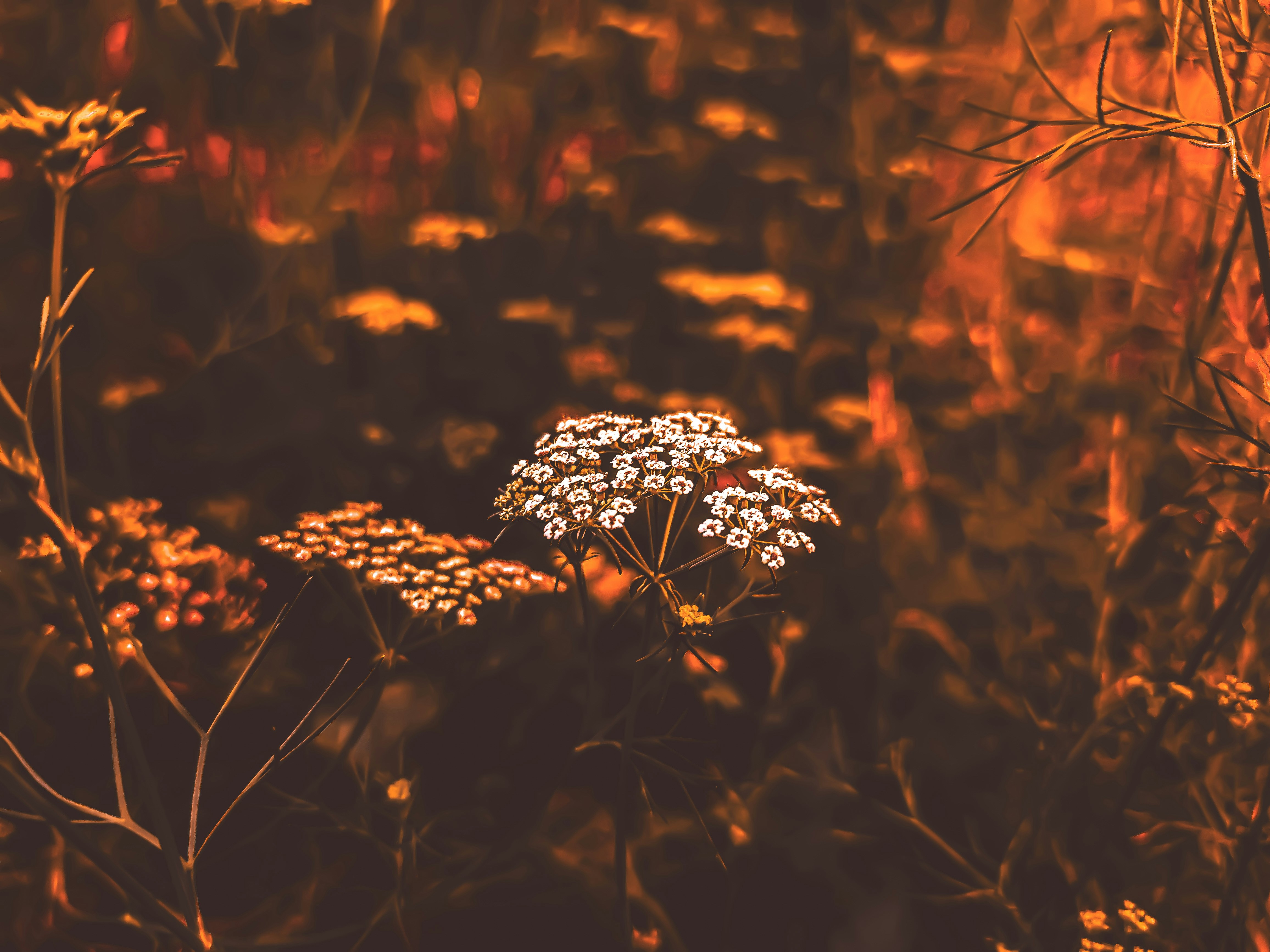 Golden Crown: A Wildflower Cluster in Autumn Light