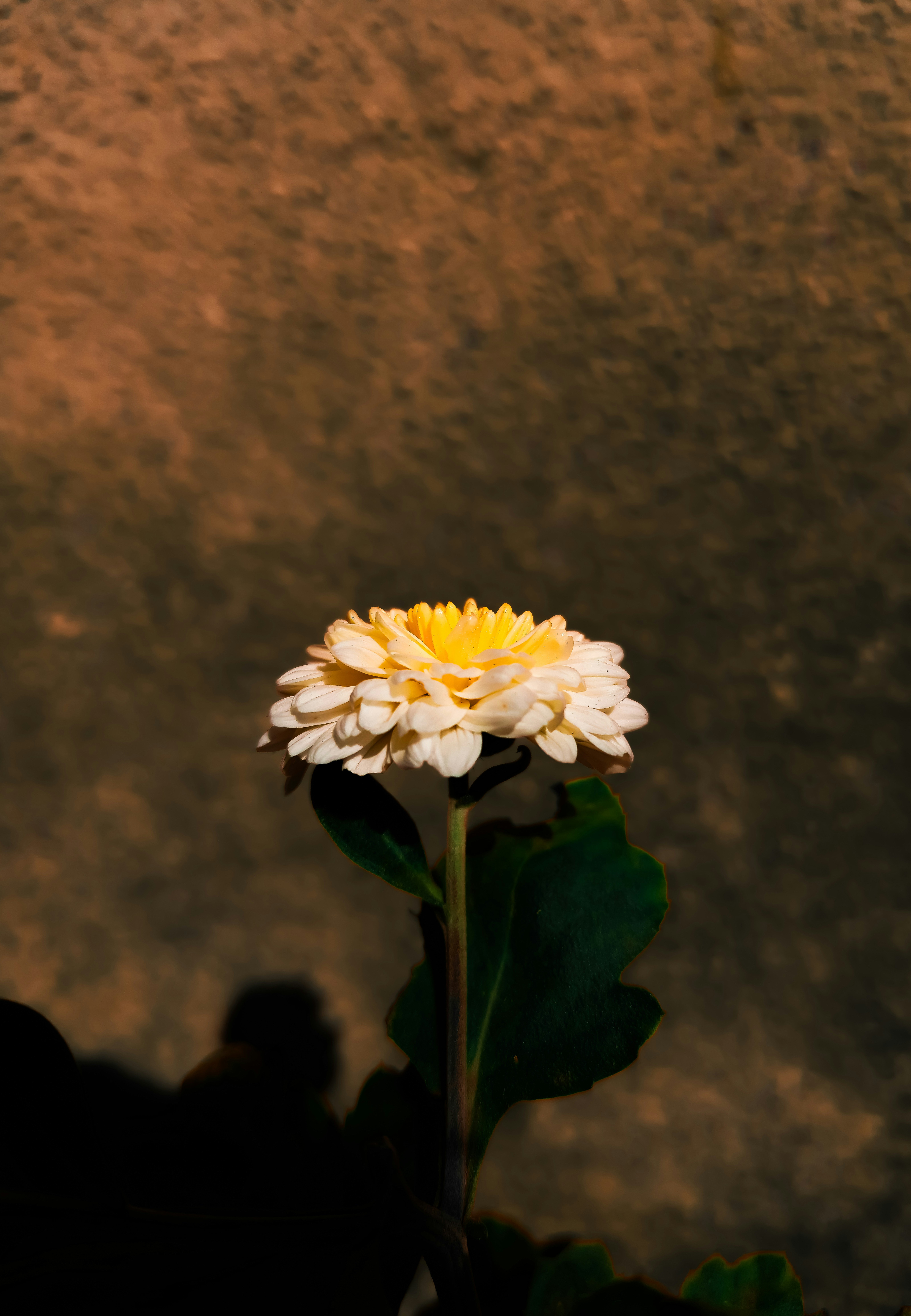 Golden Petals Against a Textured Canvas