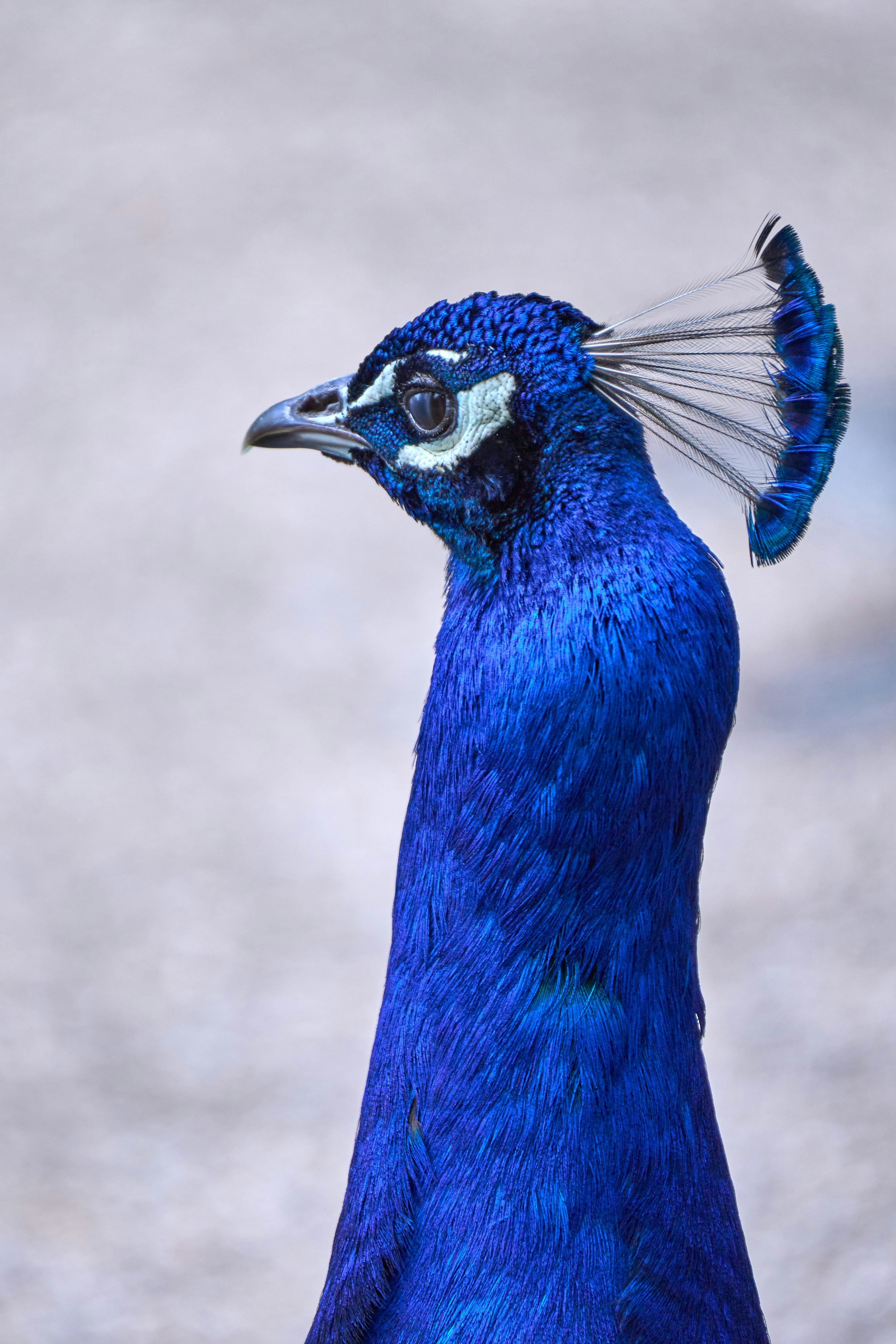 Cobalt Crest: Close-Up of a Peacock's Electric Blue Profile