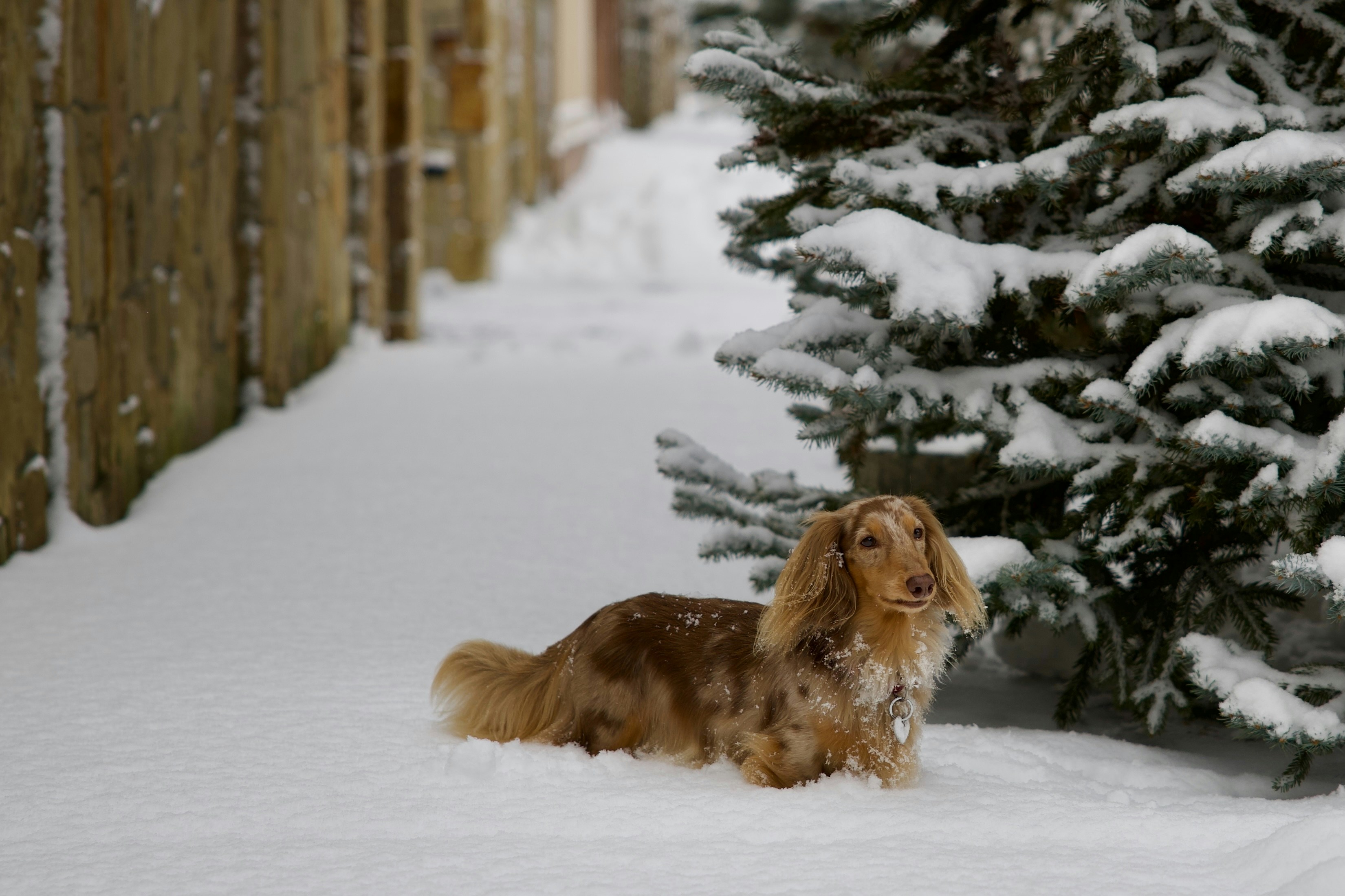 Amber Spaniel Amid a Snow-Blanketed Alley