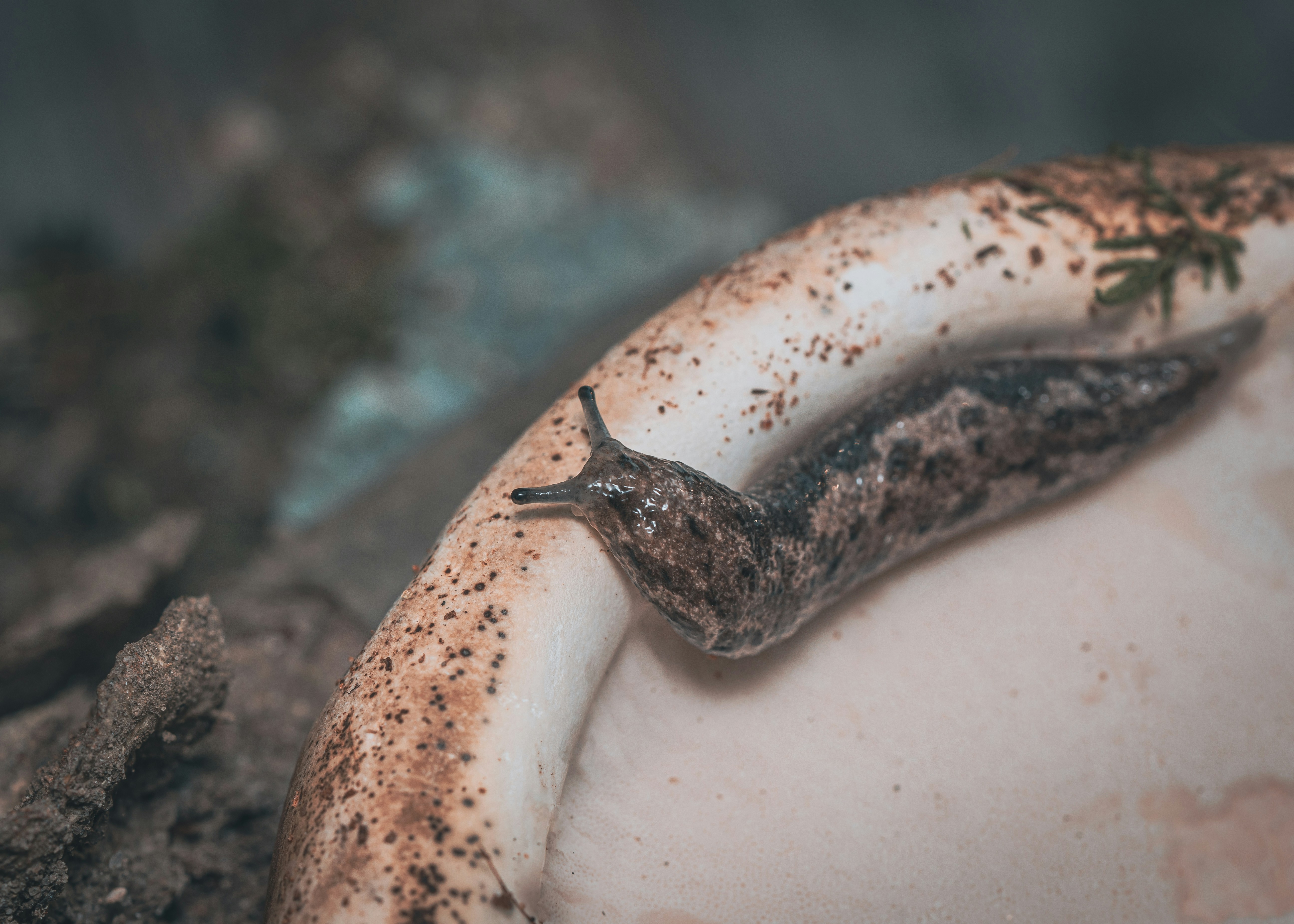 Sluggish Crescent: A Macro Moment on a Ceramic Rim