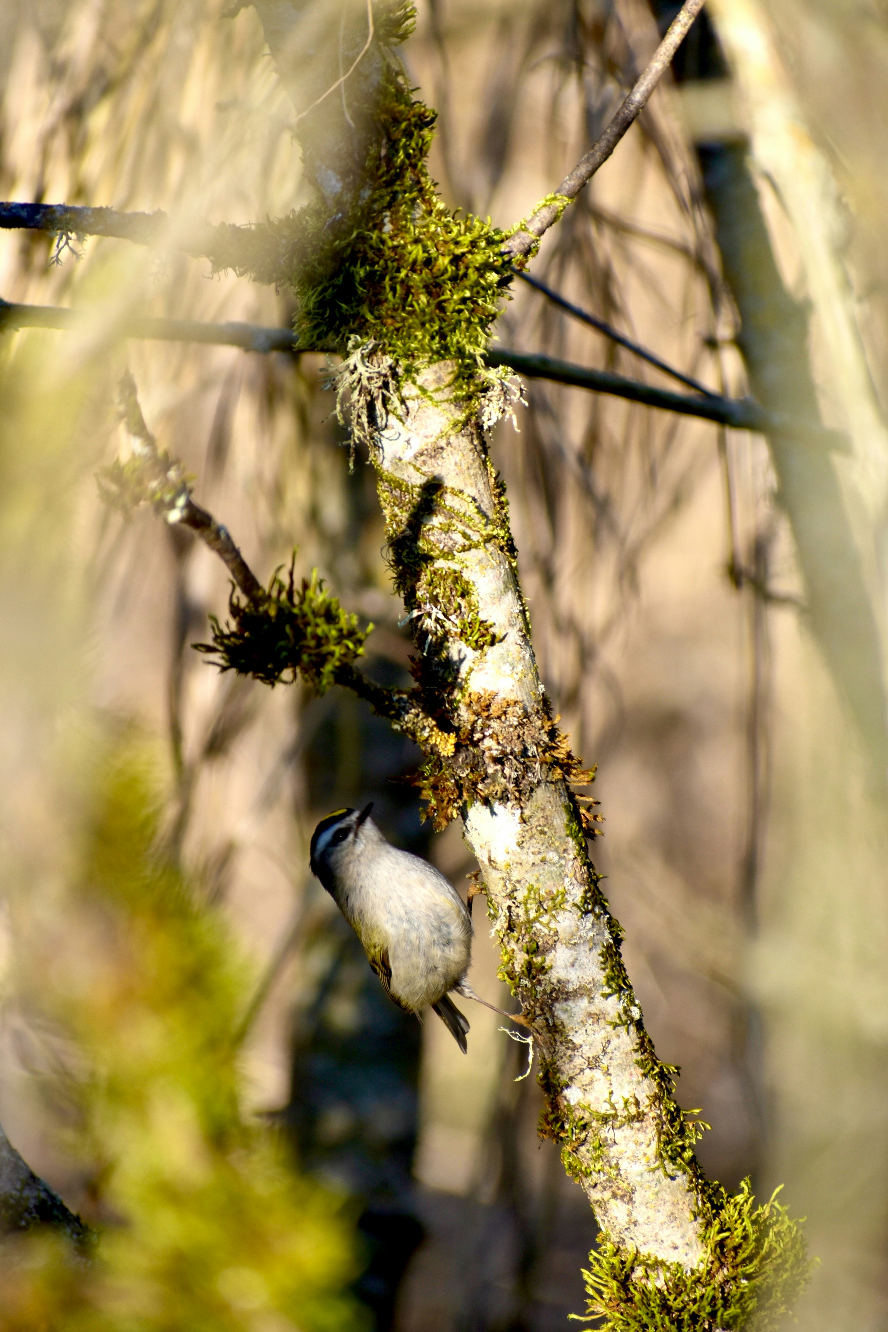 Mossy Perch: A Nuthatch in Dappled Forest Light