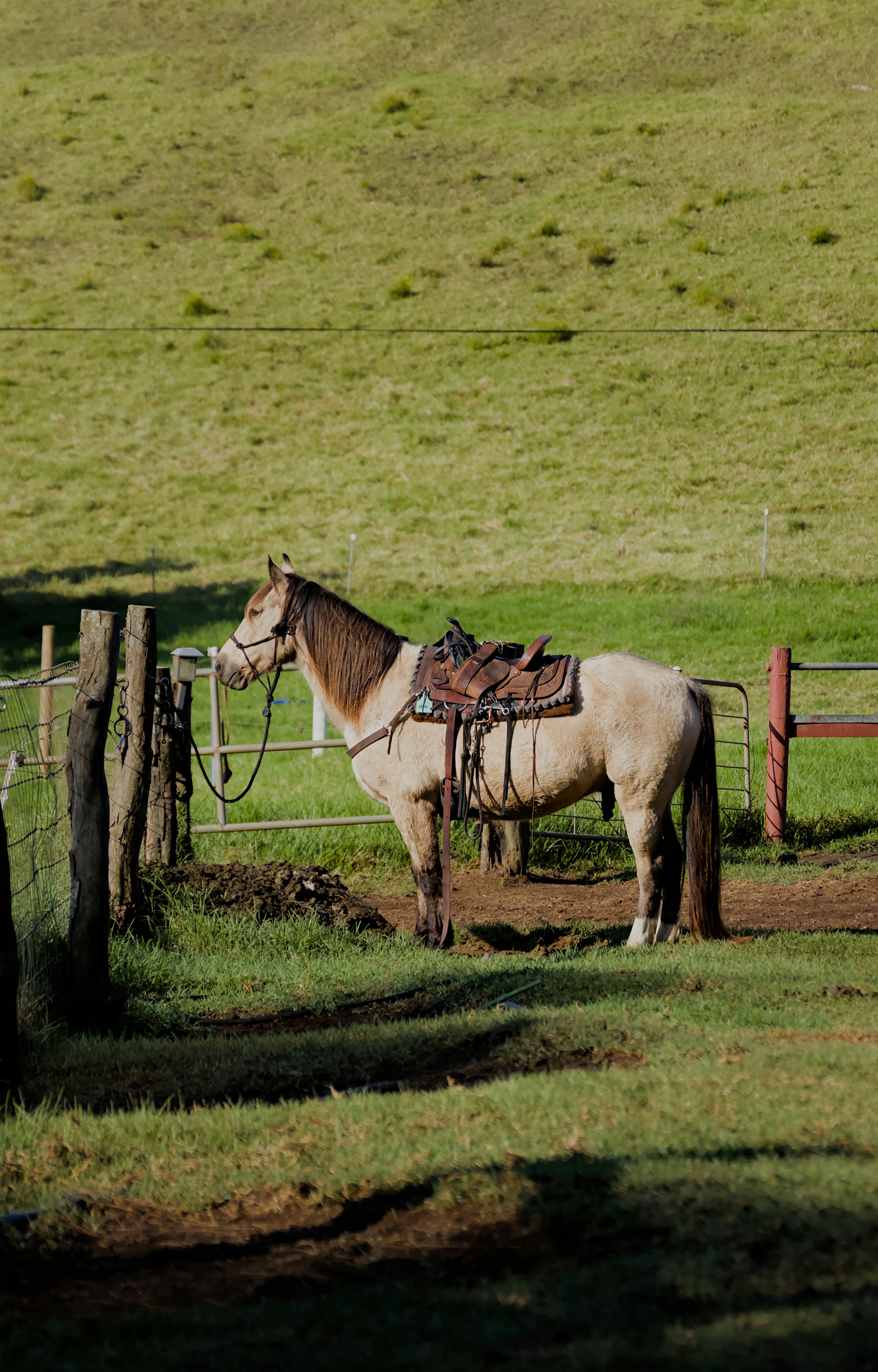 Horse standing in a sunlit pasture, wearing a saddle, surrounded by a wooden fence.